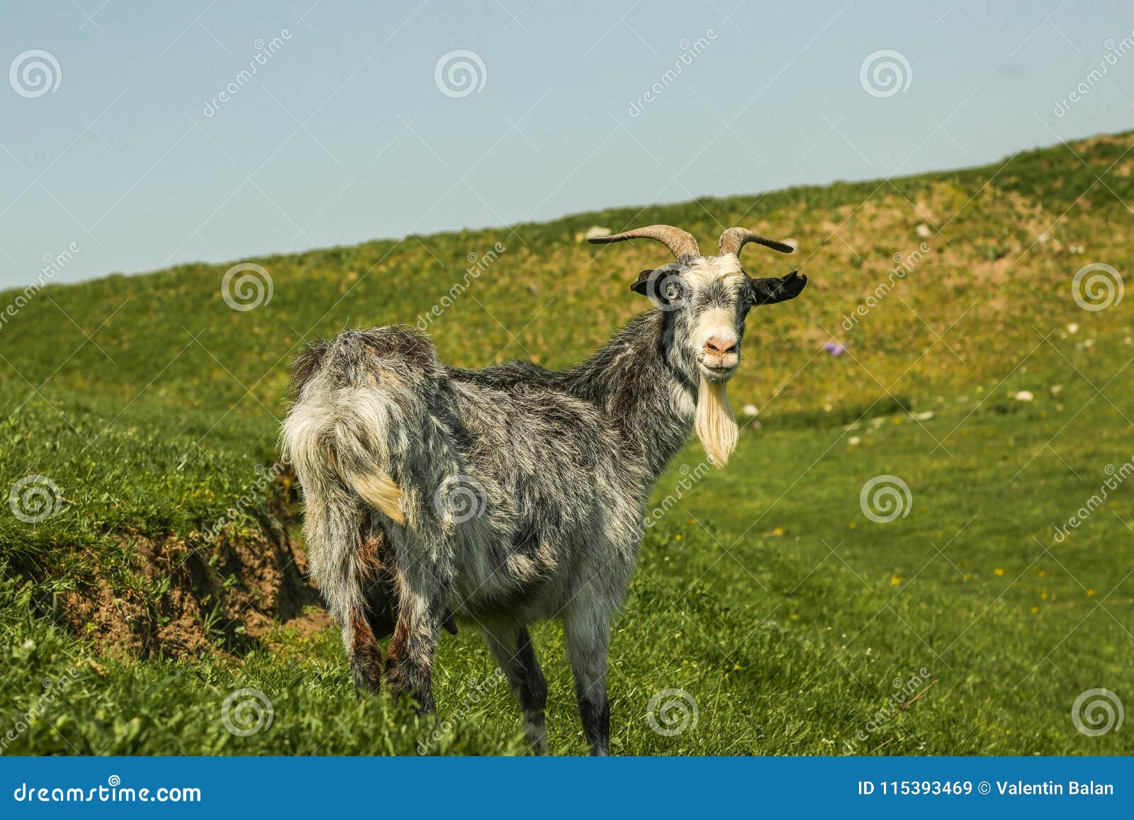 Geit stock afbeelding. Image of troep, platteland, avond - 115393469