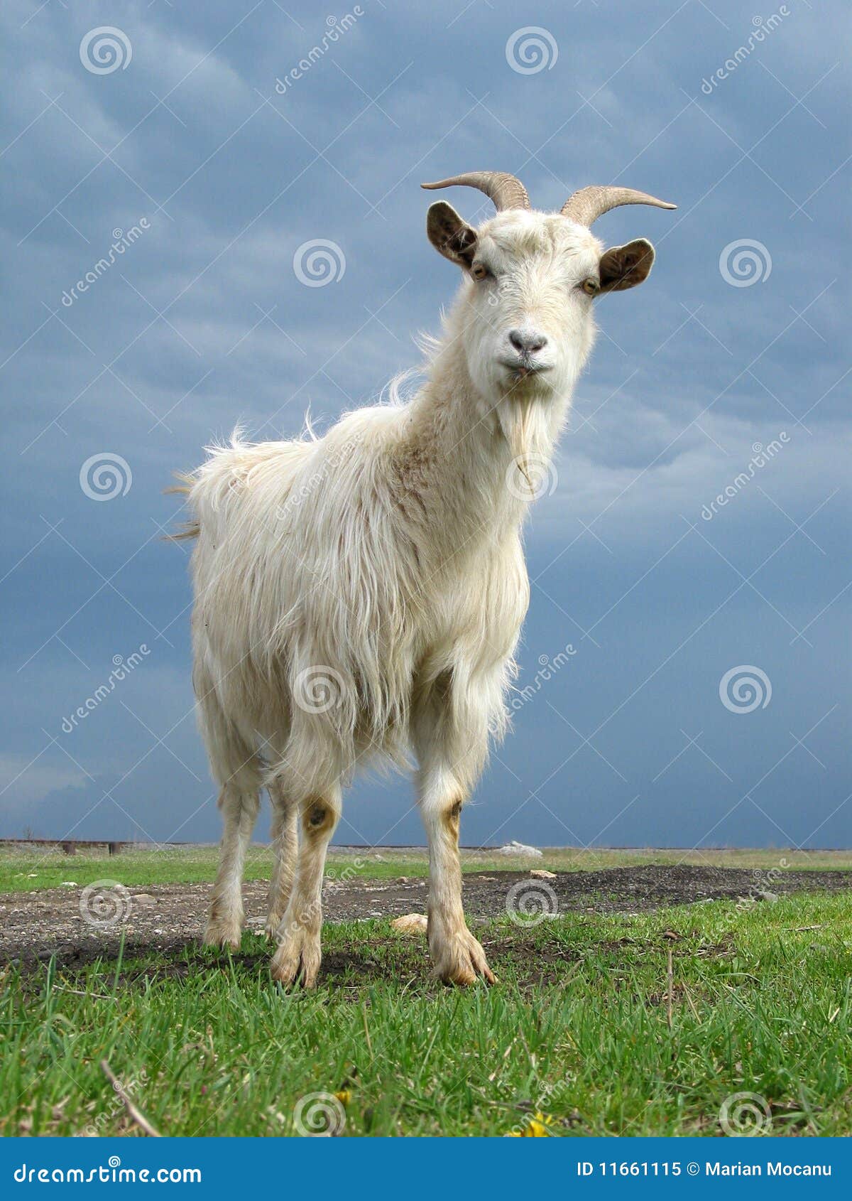 Geit stock afbeelding. Image of binnenlands, hemel, dier - 11661115