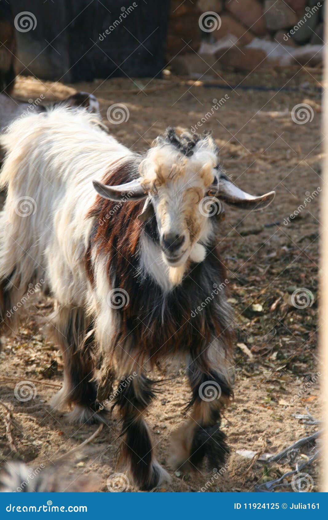 Geit stock afbeelding. Image of zwart, hoofd, boerderij - 11924125