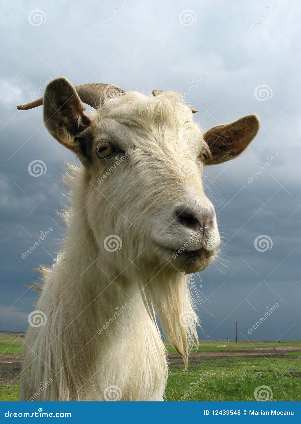 Geit stock foto. Image of vlees, geit, tong, huid, vacht - 12439548