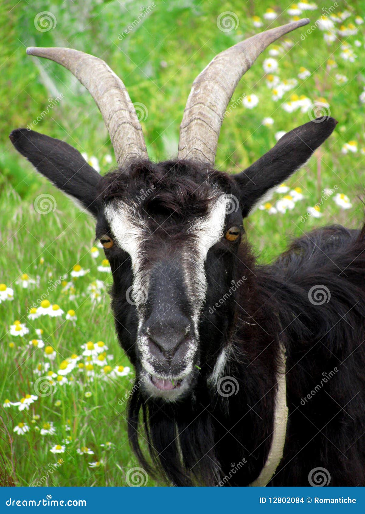 Geit stock foto. Image of geit, zoogdieren, melk, hoorn - 12802084
