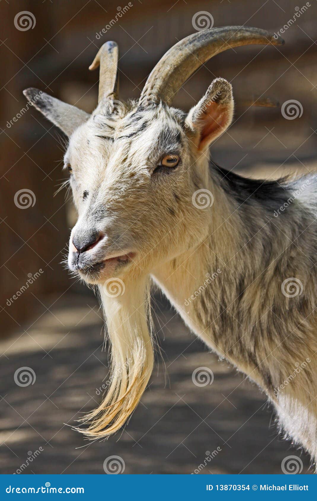 Geit stock foto. Image of gouden, boerenerf, geit, kerkhof - 13870354