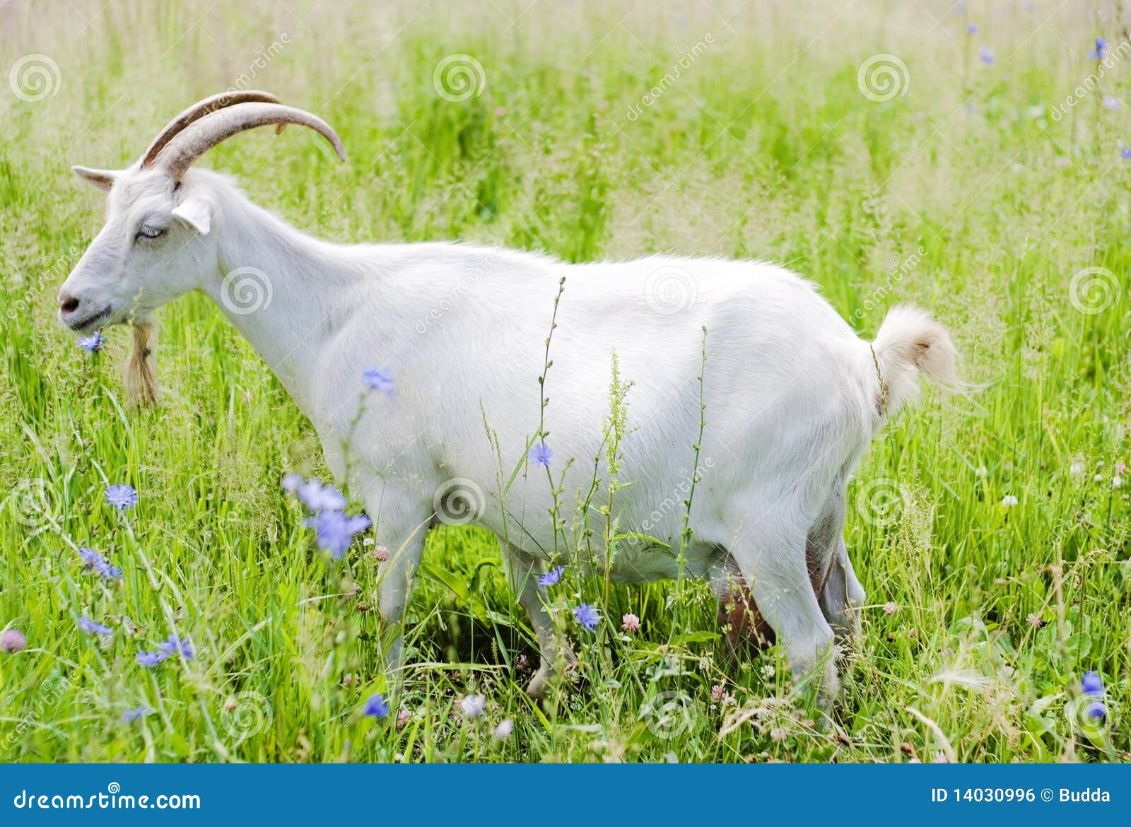 Geit stock foto. Image of gras, duidelijk, dier, slapend - 14030996