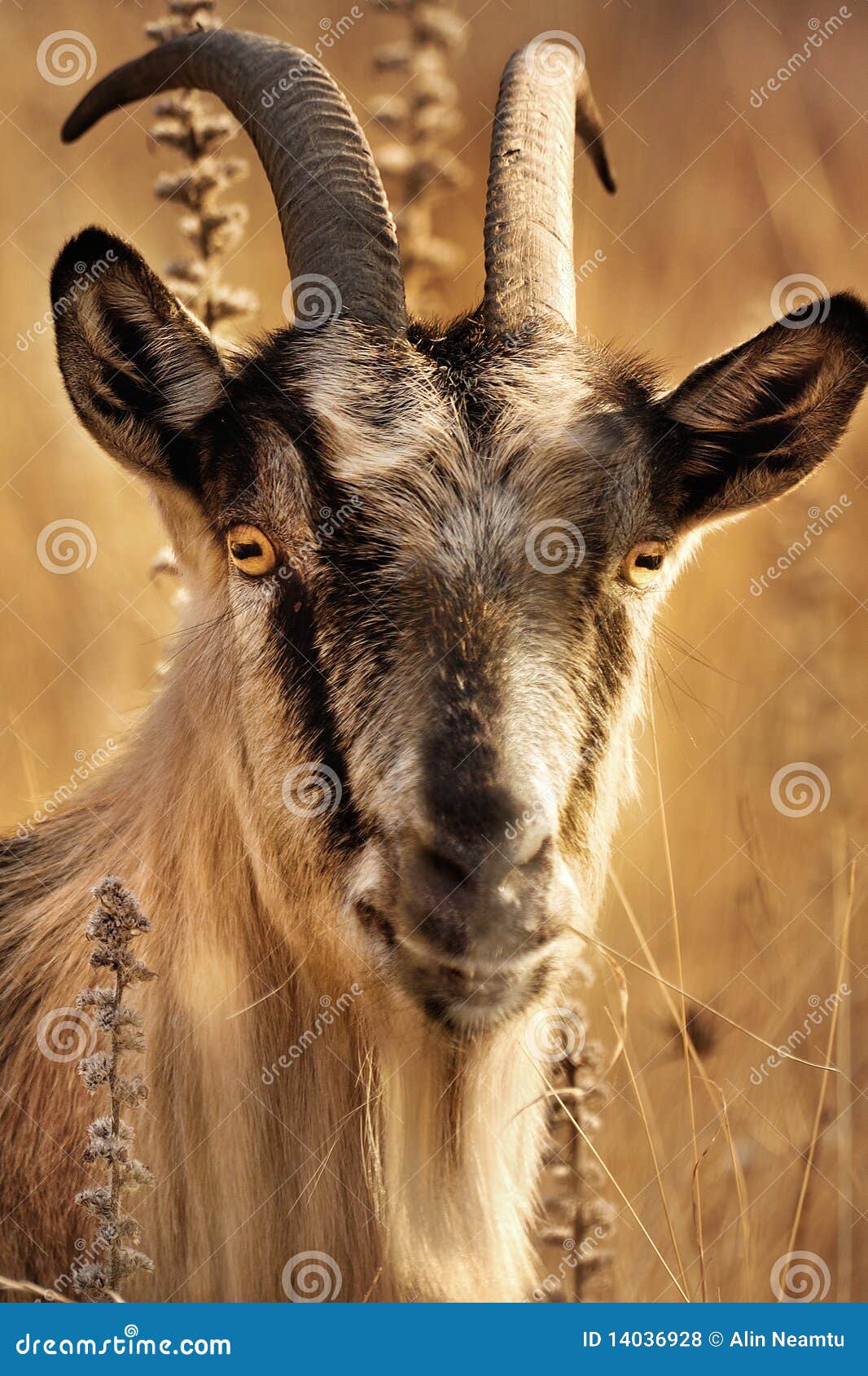 Geit stock foto. Image of bont, landbouw, gezicht, hoornen - 14036928