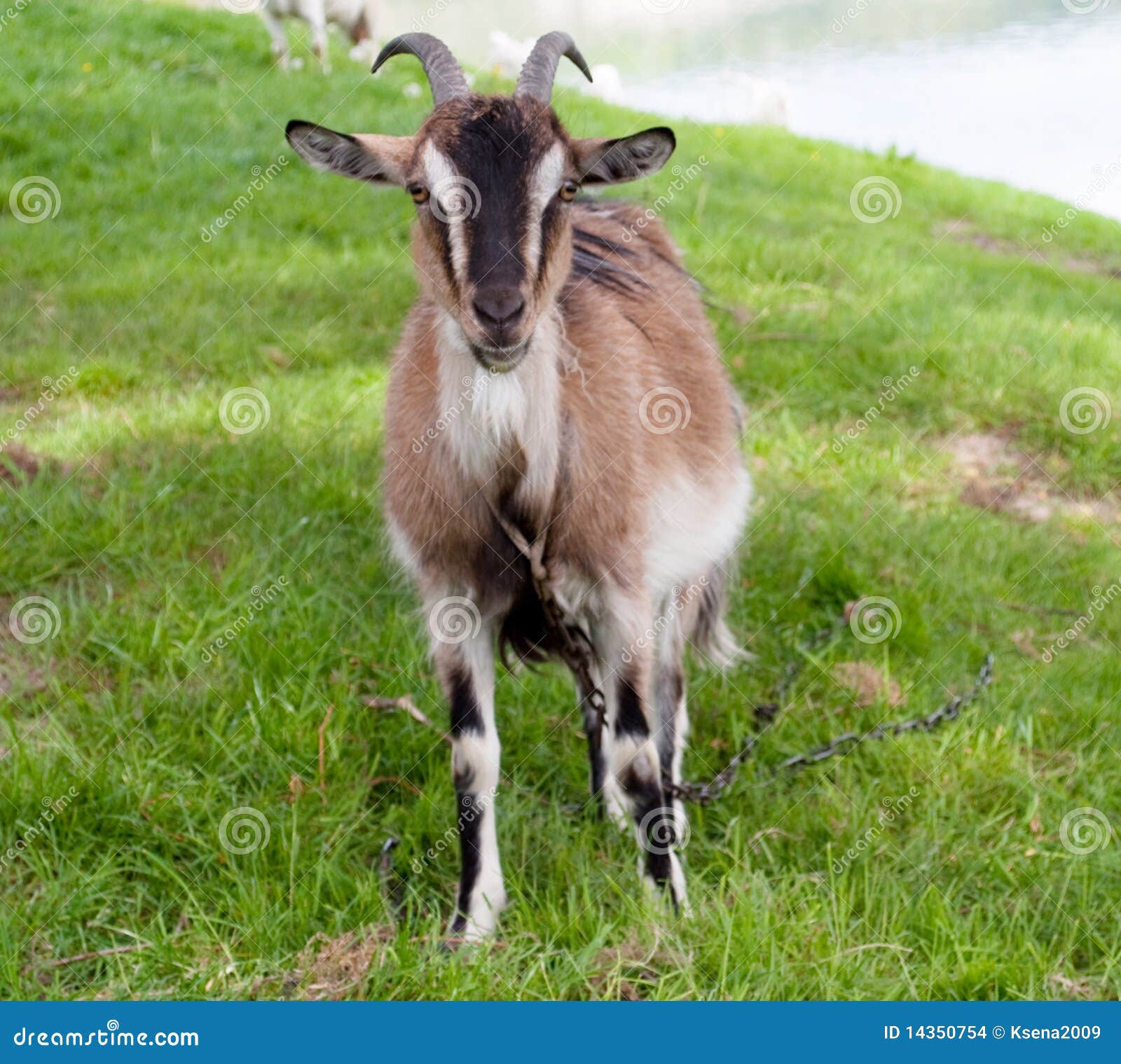 Geit stock foto. Image of leuk, groen, rasecht, gebied - 14350754