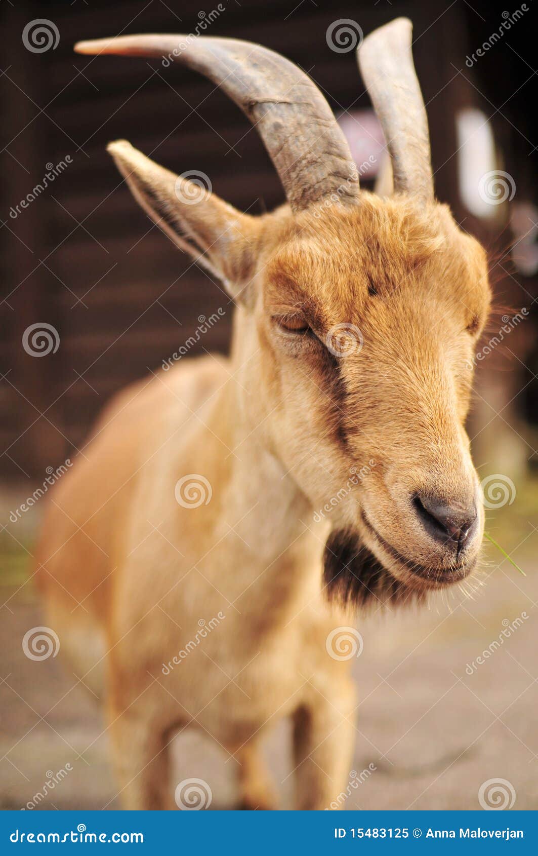 Geit stock afbeelding. Image of zoogdier, dier, dierentuin - 15483125