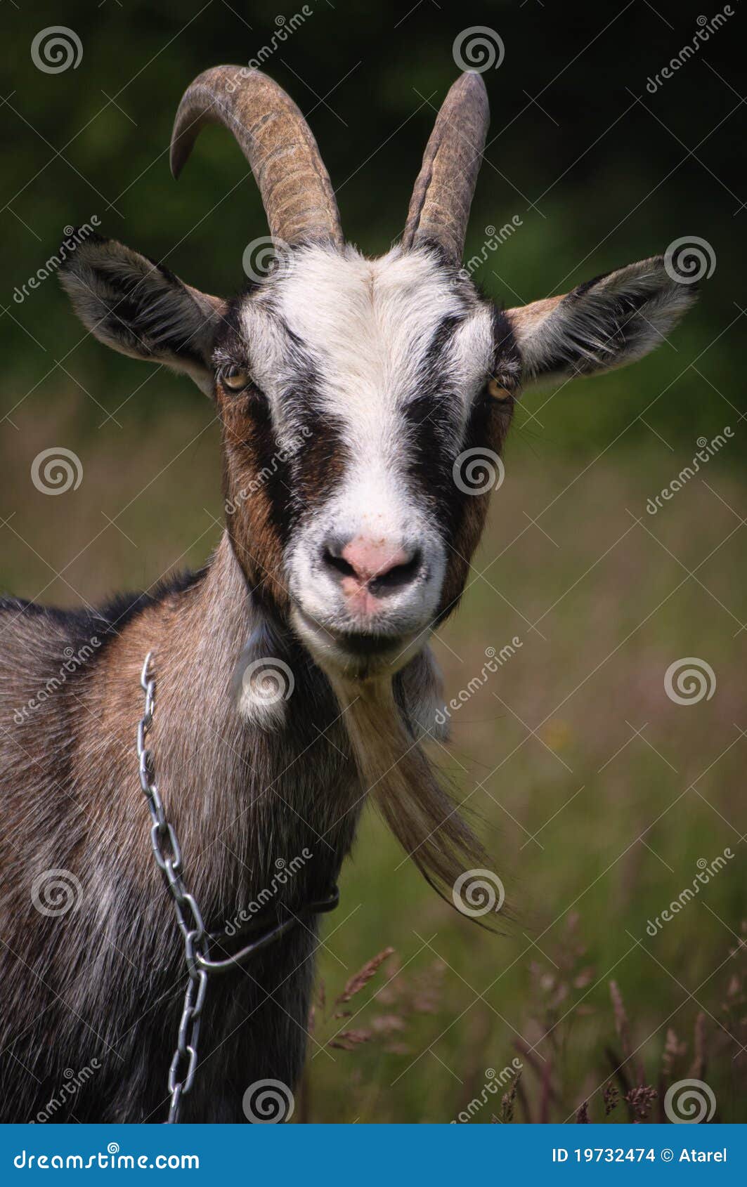 Geit stock foto. Image of baard, landbouwbedrijf, geit - 19732474