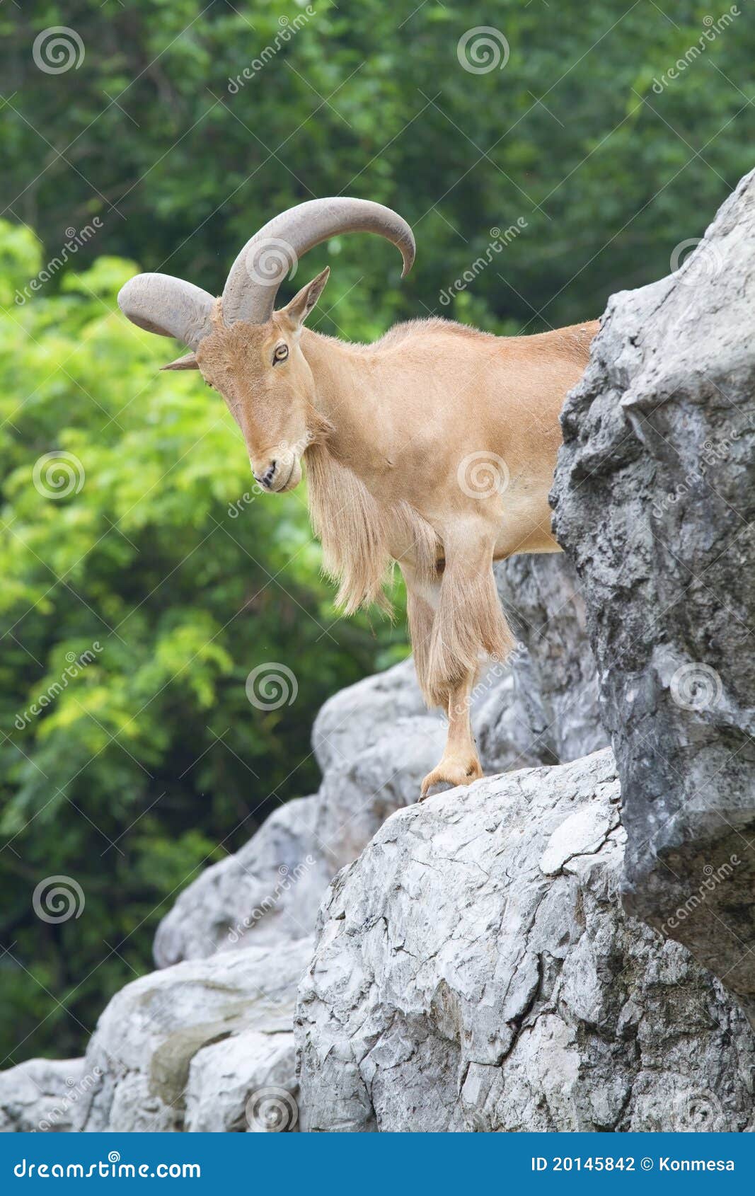 Geit stock foto. Image of klein, bijlage, nave, mannetje - 20145842