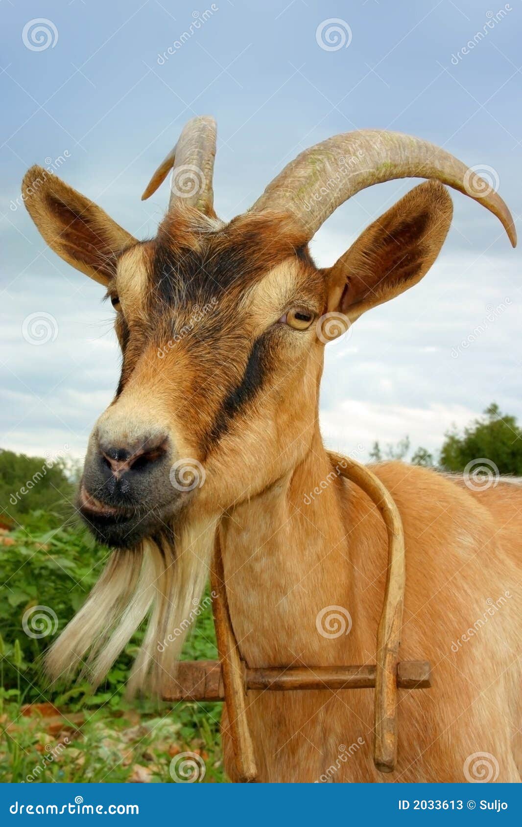 Geit stock afbeelding. Image of één, bont, nieuwsgierig - 2033613