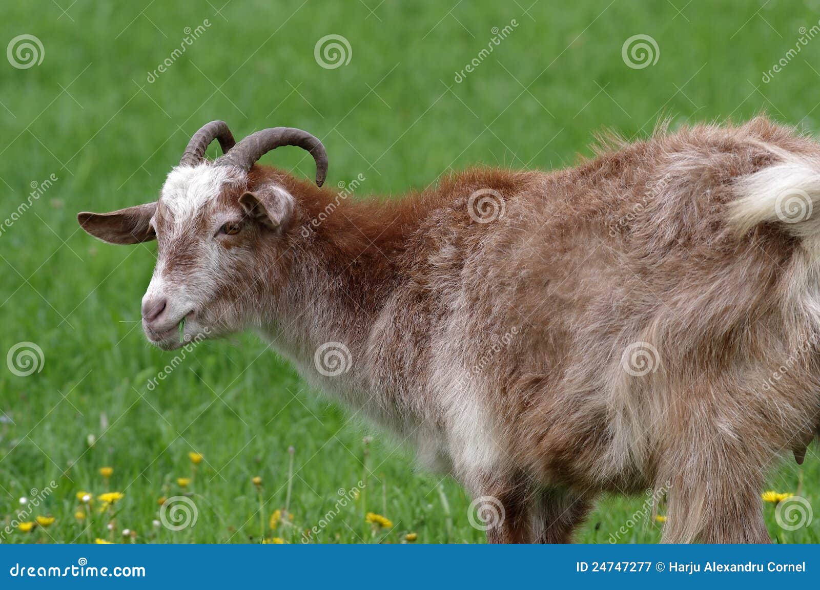 Geit stock afbeelding. Image of gebaard, landbouwer, gebied - 24747277