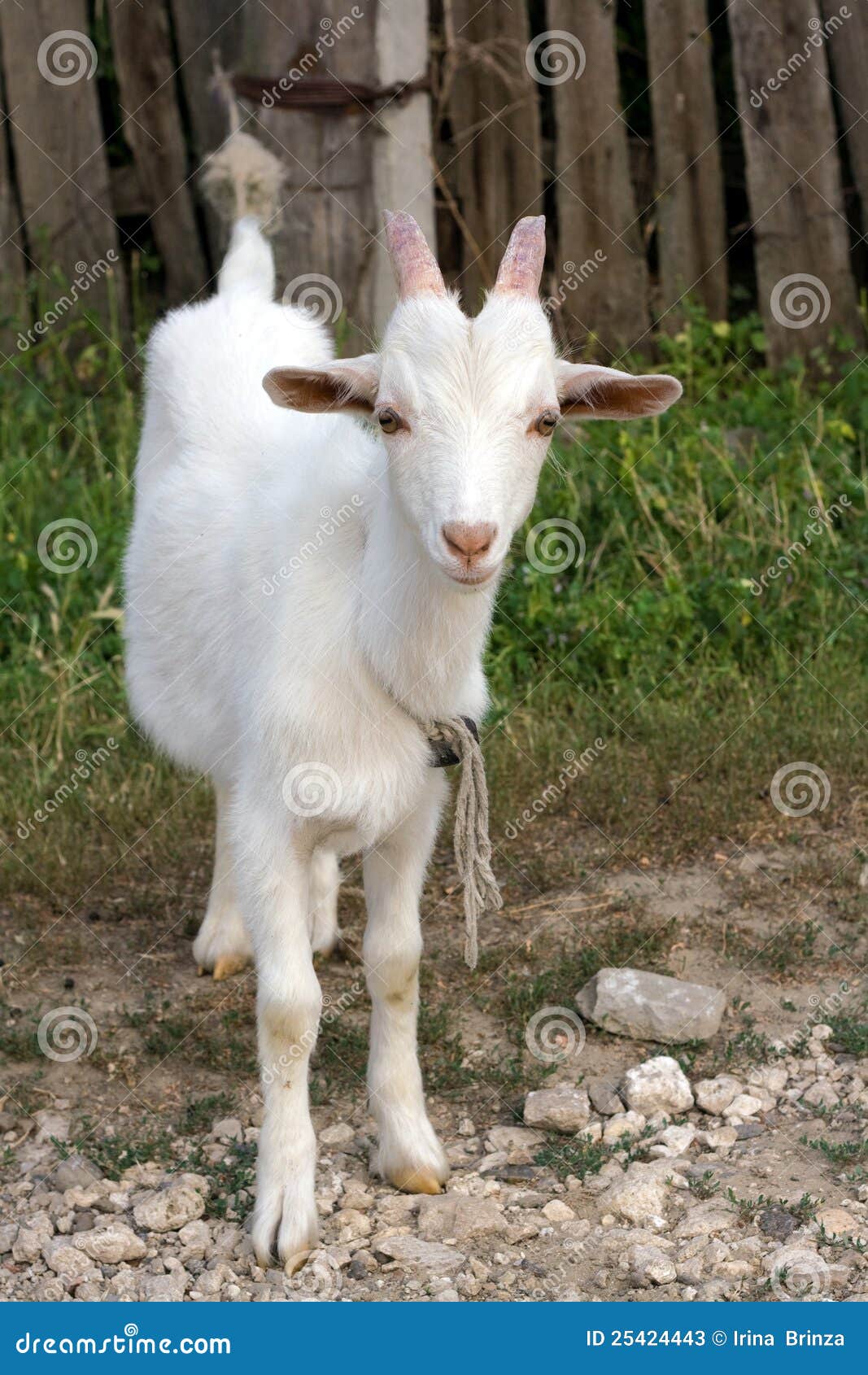 Geit stock afbeelding. Image of kalf, dier, jong, veehouderij - 25424443