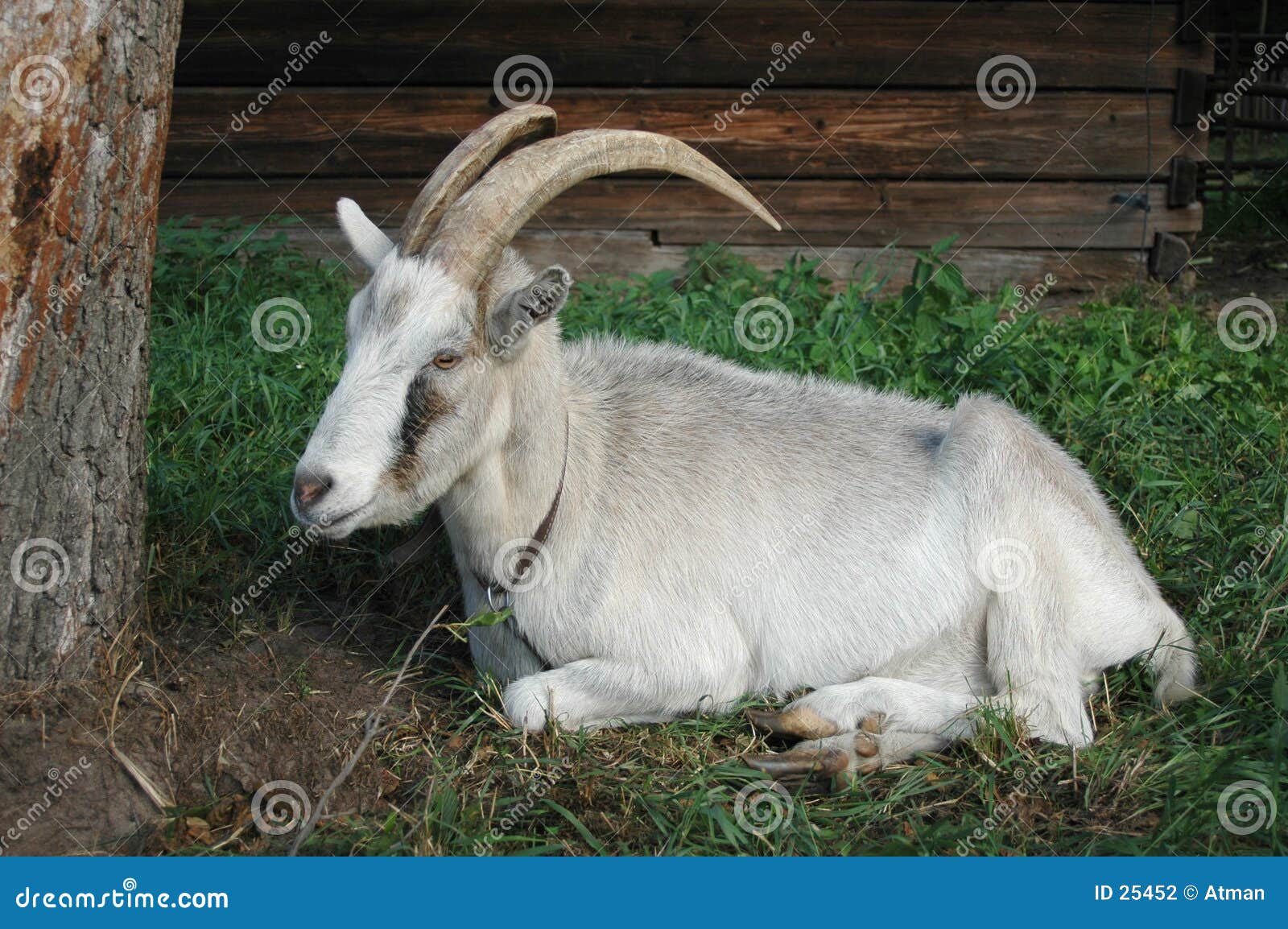 Geit stock foto. Image of oren, hoornen, kind, dieren, hooi - 25452