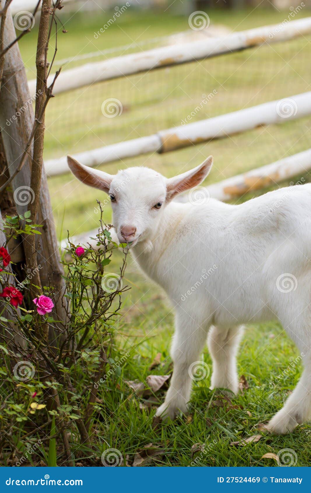 Geit stock afbeelding. Image of haar, leuk, gezicht, lucht - 27524469