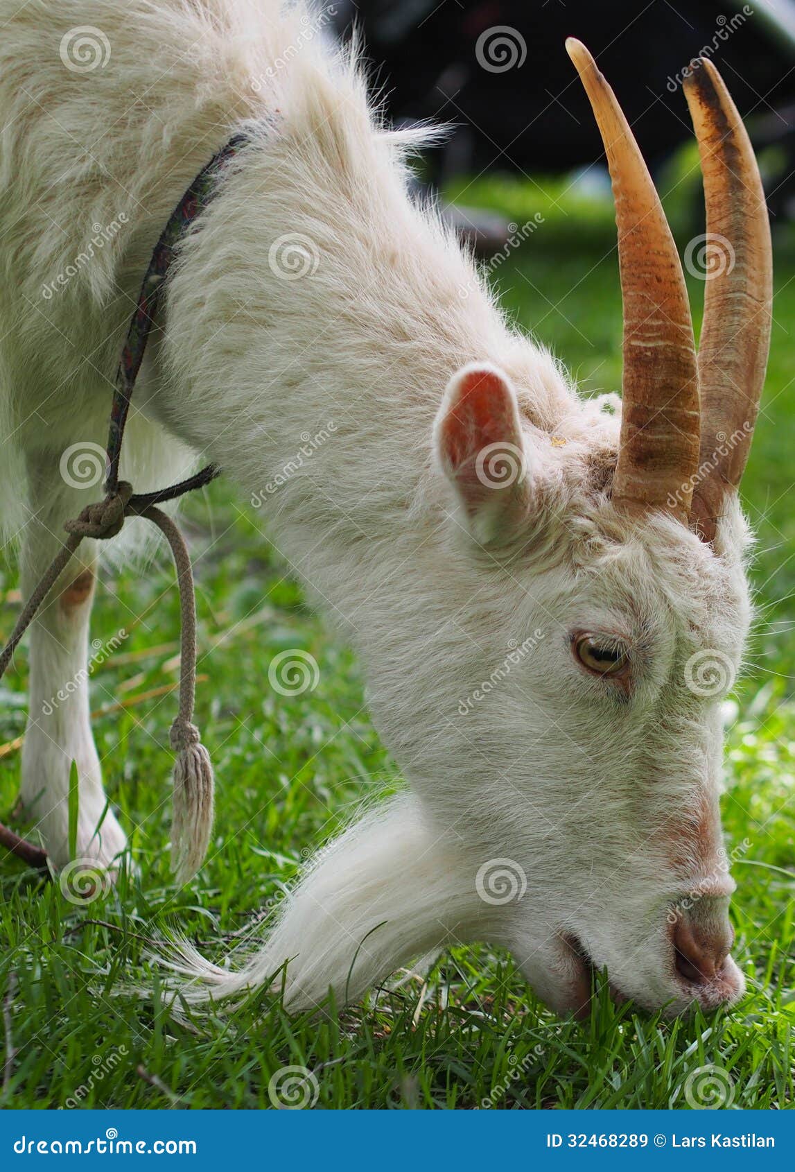 Geit stock afbeelding. Image of baard, dier, gras, zoogdier - 32468289