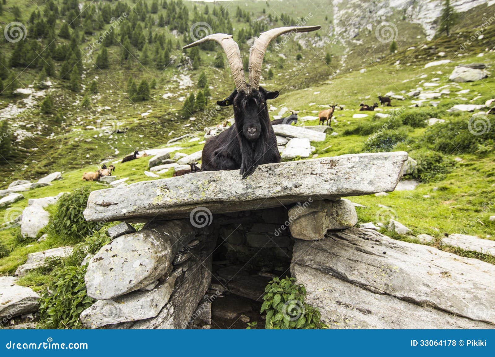 Geit stock foto. Image of geit, bergen, stijging, heuvels - 33064178