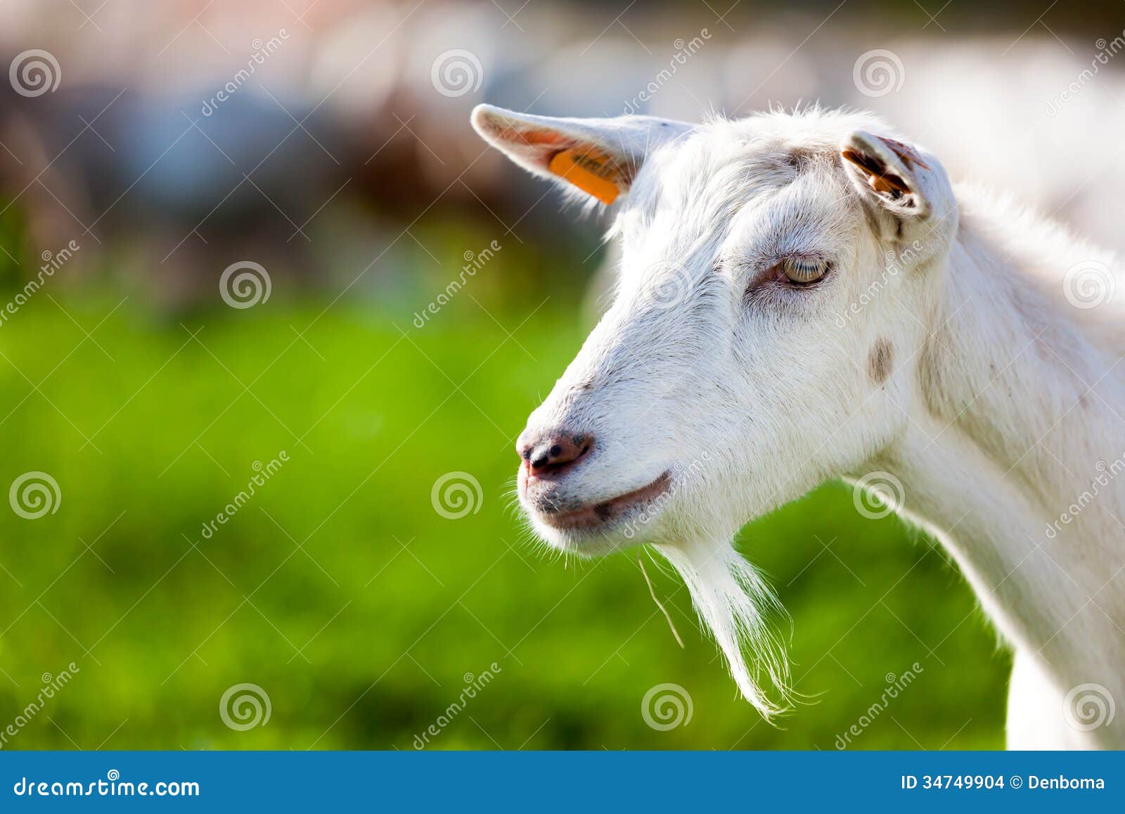 Geit stock foto. Image of neus, strijd, mensen, zuivelfabriek - 34749904