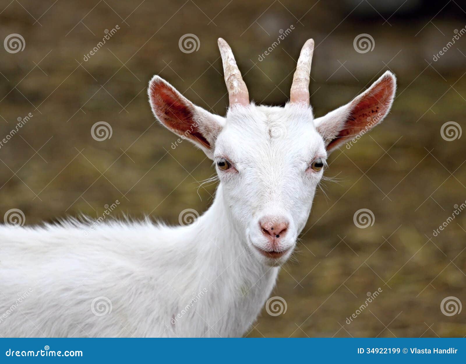 Geit stock afbeelding. Image of groen, land, geit, weide - 34922199