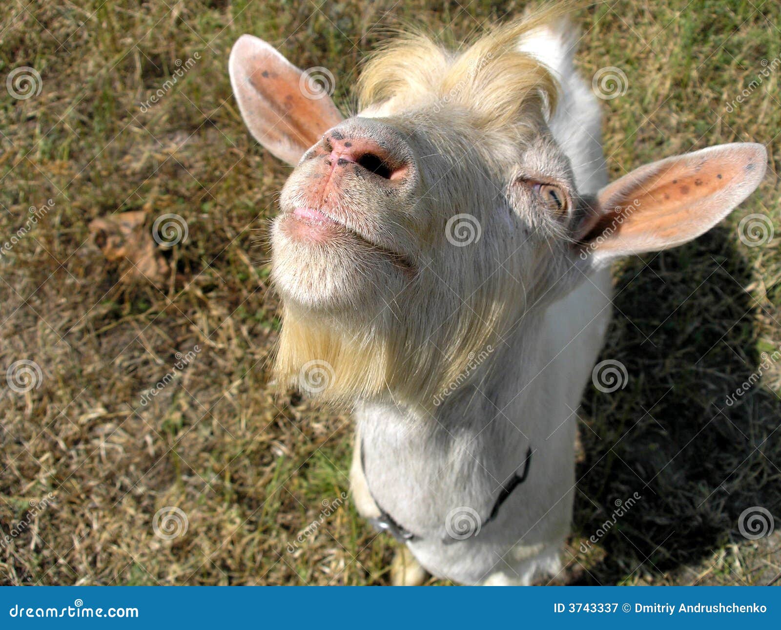 Geit stock afbeelding. Image of oren, landbouw, ogen, billy - 3743337