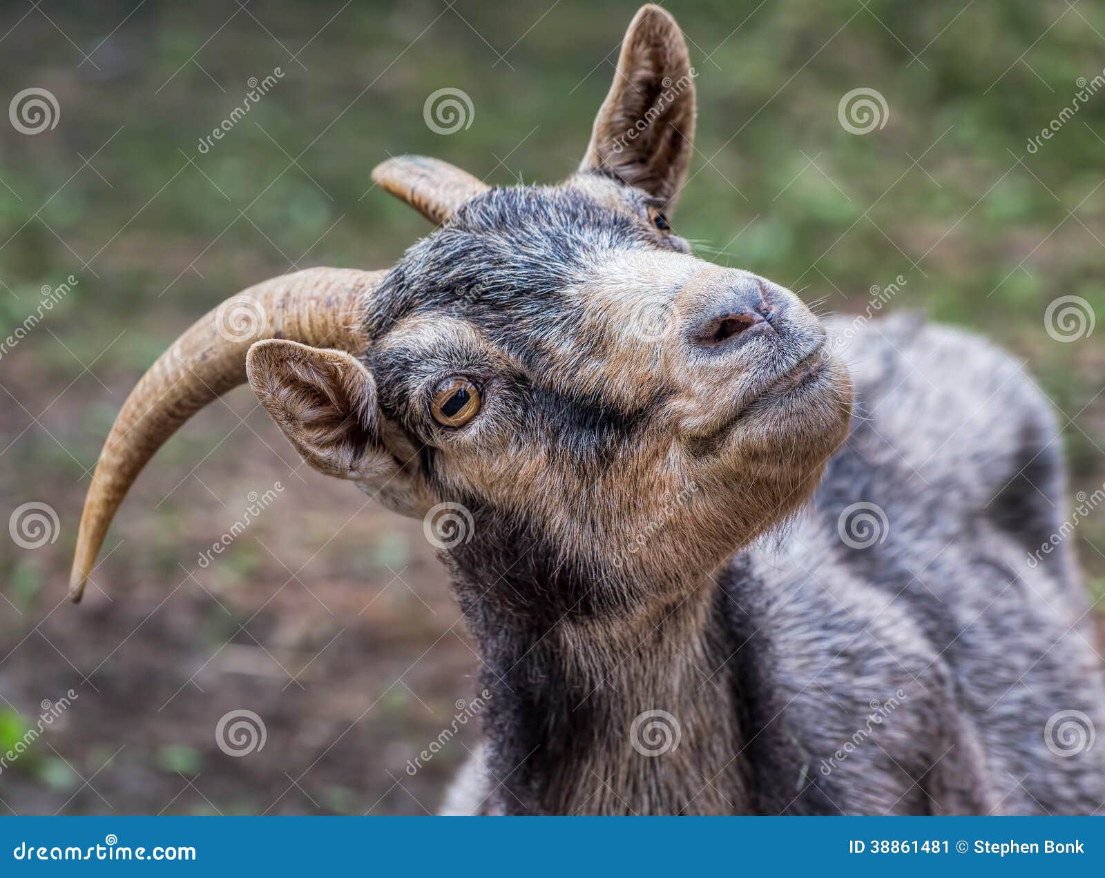 Geit stock afbeelding. Image of geit, landbouwbedrijven - 38861481