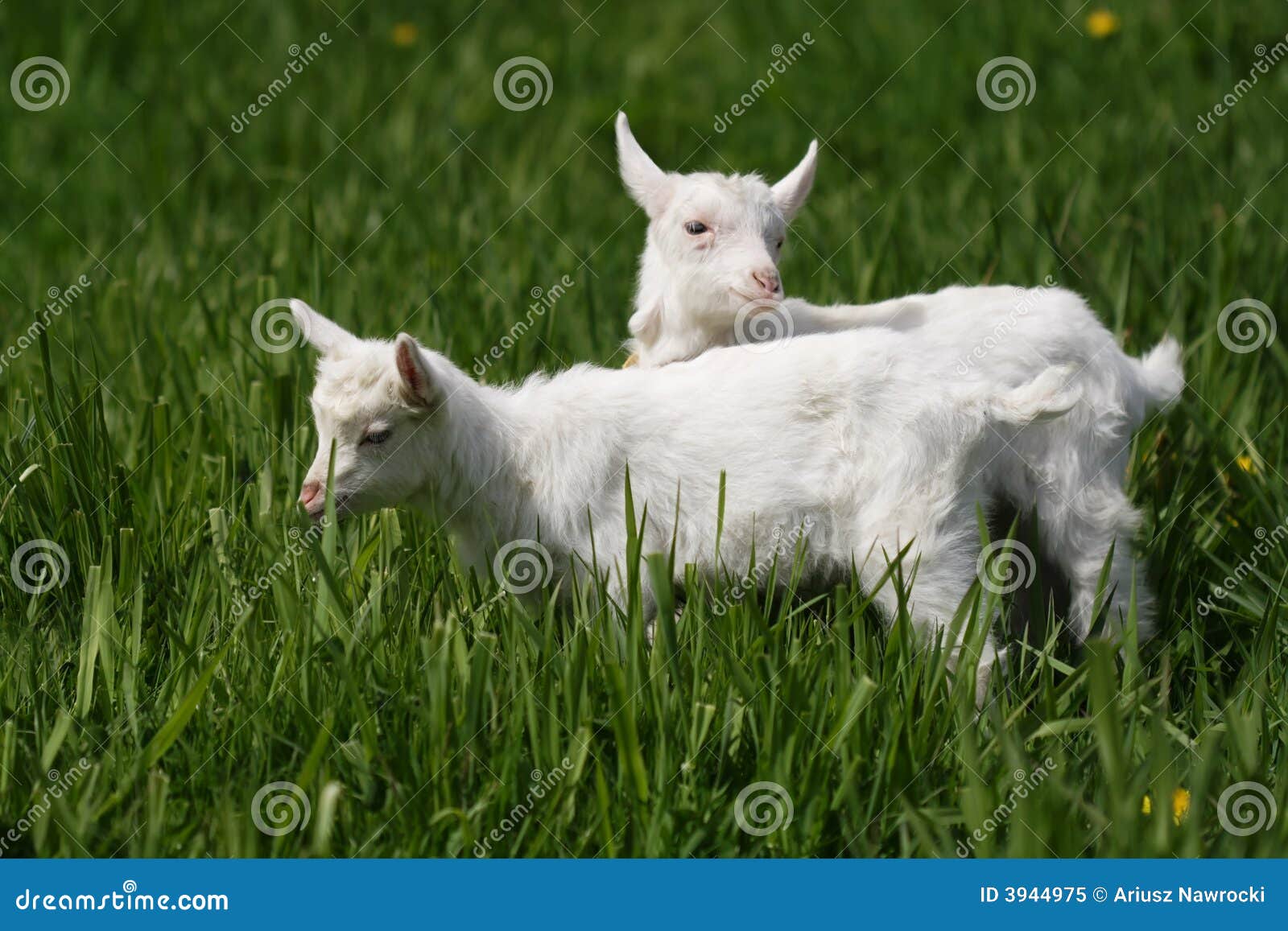 Geit stock afbeelding. Image of jong, nieuwsgierig, grappig - 3944975