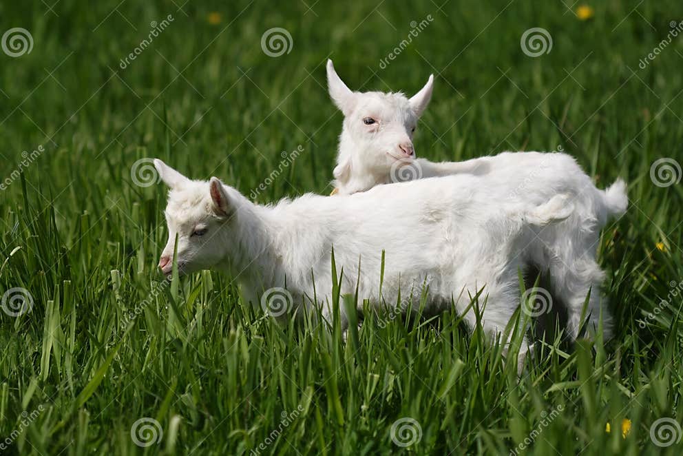 Geit stock afbeelding. Image of jong, nieuwsgierig, grappig - 3944975