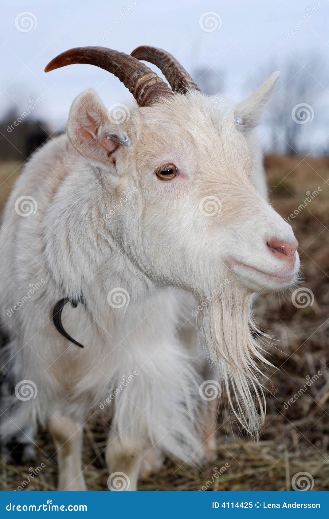 Geit stock afbeelding. Image of bont, dieren, zoogdier - 4114425