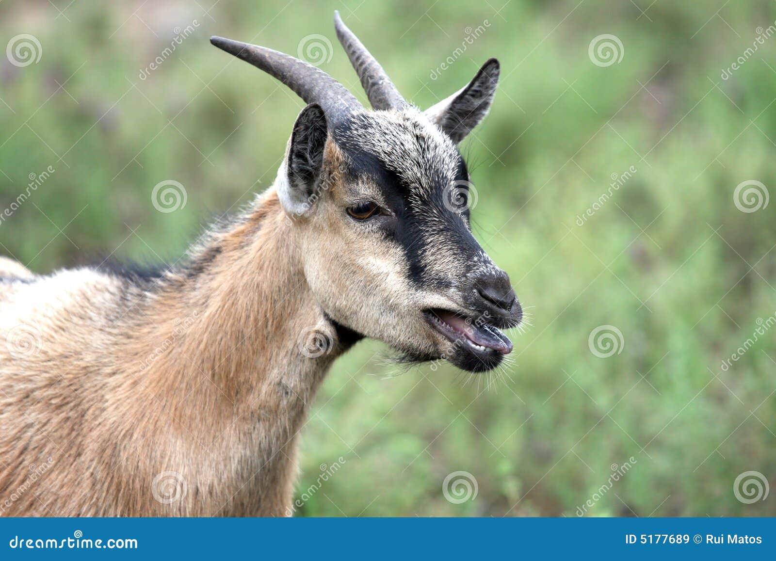Geit stock afbeelding. Image of steenbok, zoogdier, kerkhof - 5177689