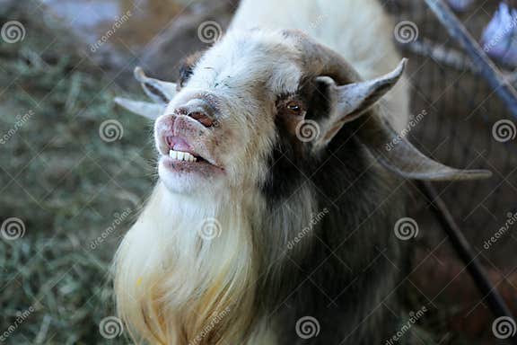 Geit stock afbeelding. Image of uitdrukking, haar, lippen - 54522929