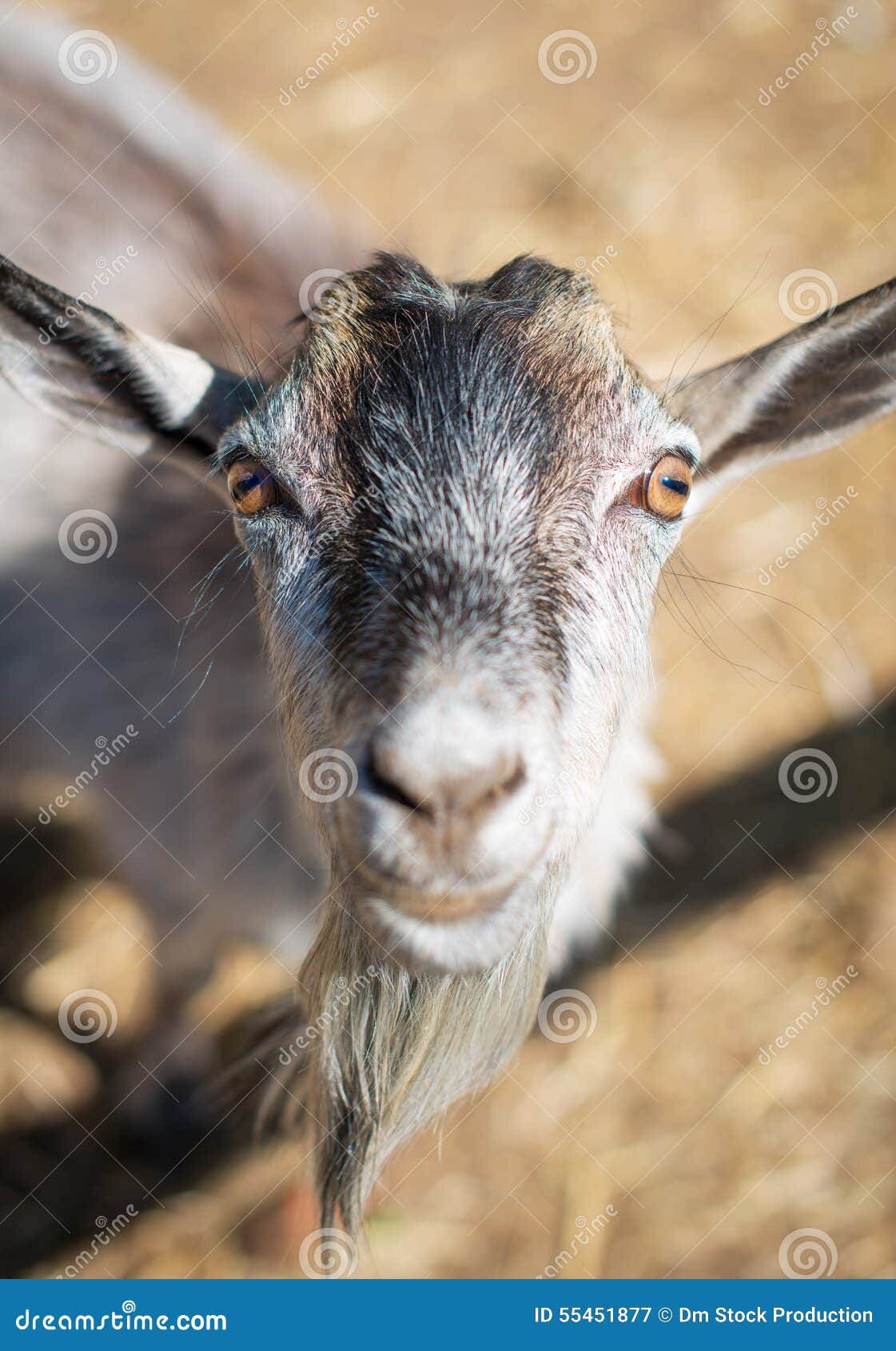 Geit stock afbeelding. Image of dier, landelijk, park - 55451877