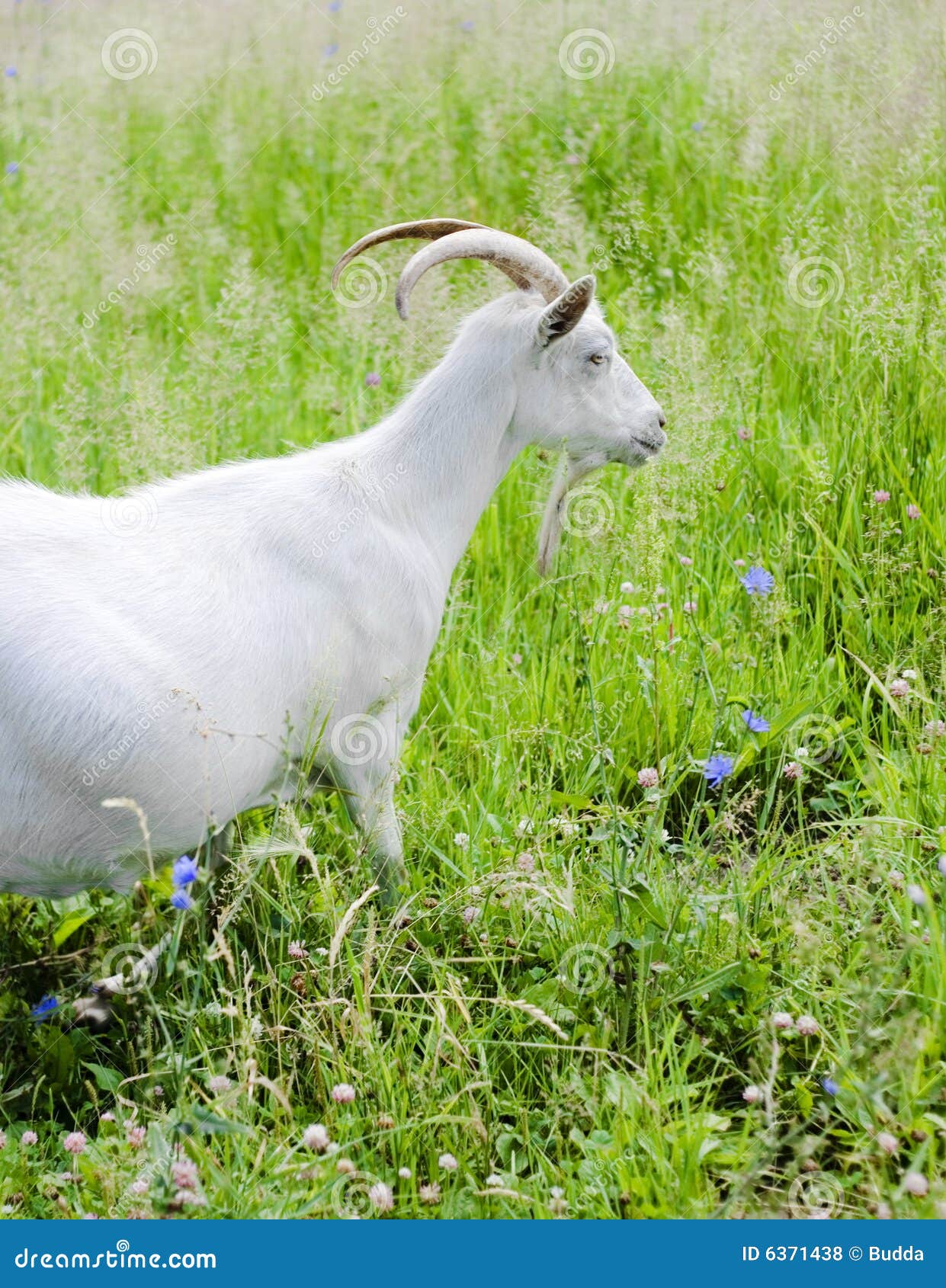 Geit Picture. Image: 6371438