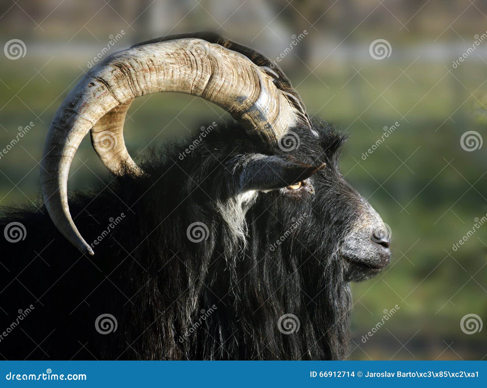 Geit stock foto. Image of landbouwbedrijf, landbouw, geit - 66912714