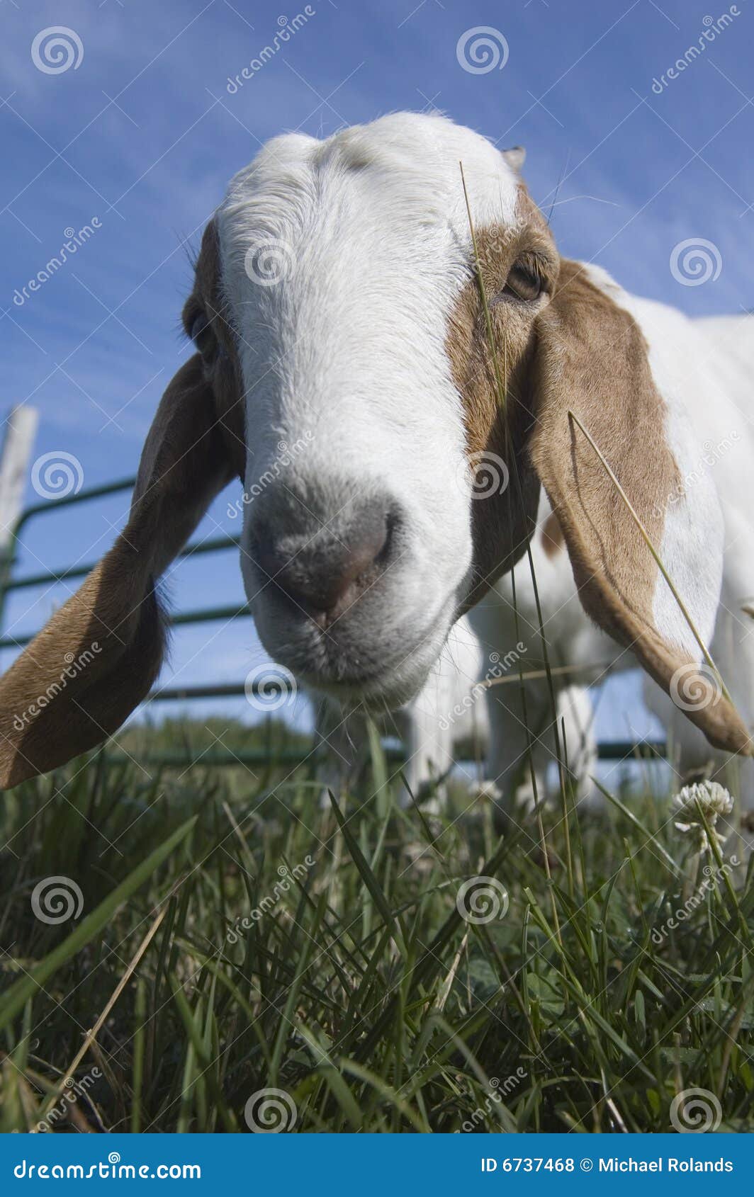 Geit stock foto. Image of dier, herbivoor, begrazing, weiland - 6737468