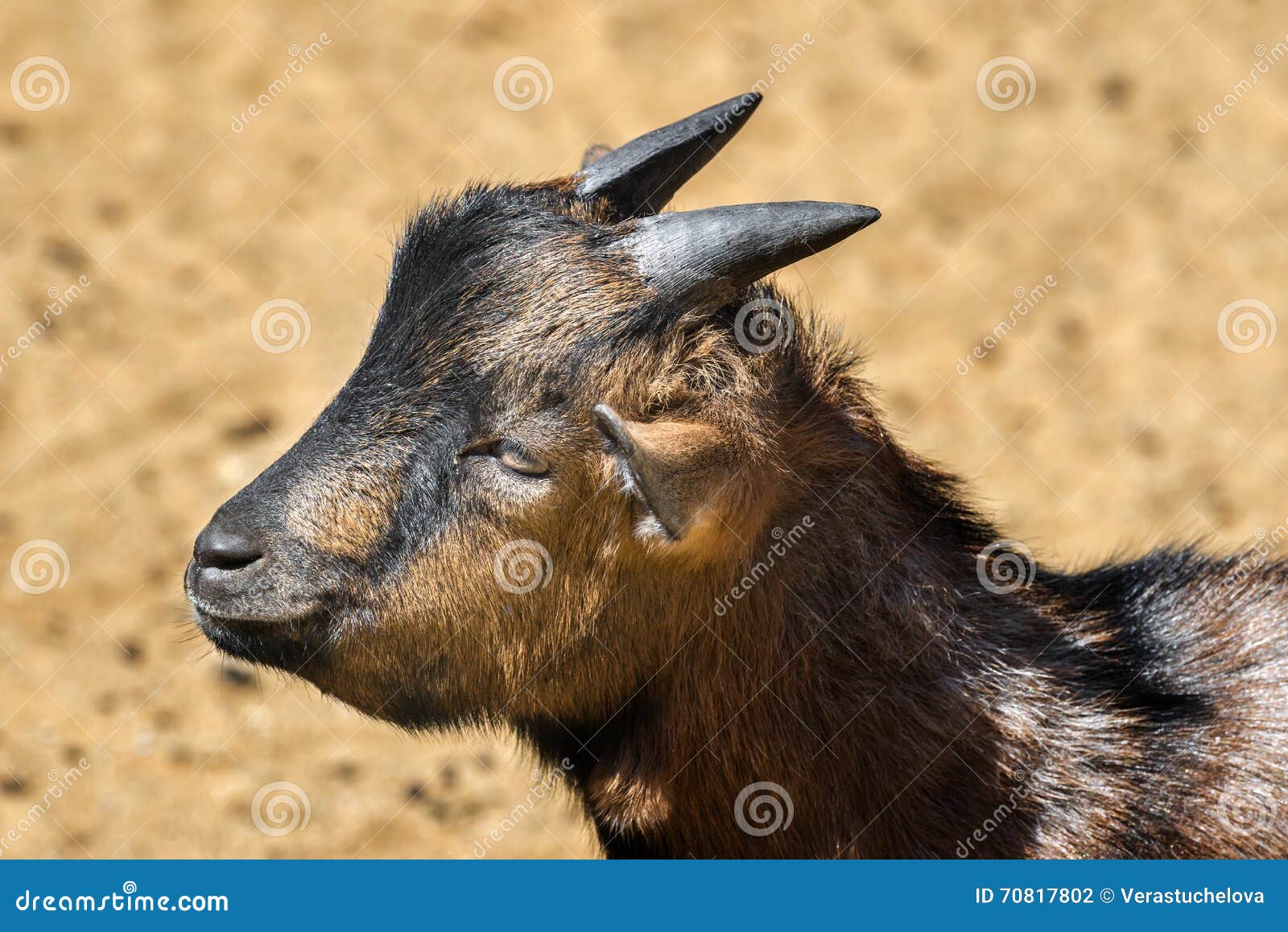 Geit stock foto. Image of binnenlands, achtergrond, seizoengebonden ...