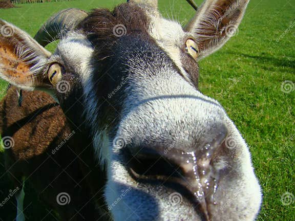 Geit stock foto. Image of geiten, dier, geit, neus, sluit - 72538176