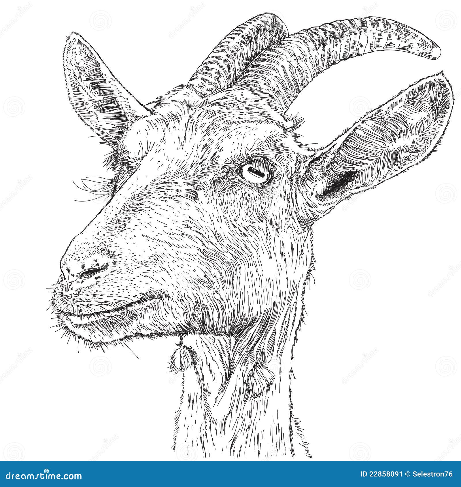 Geit - een portret vector illustratie. Illustration of nave - 22858091