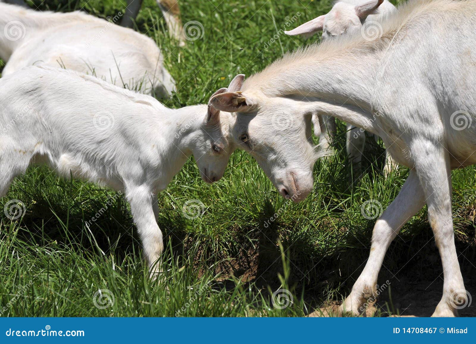 Geit en jong geitje stock afbeelding. Image of binnenlands - 14708467