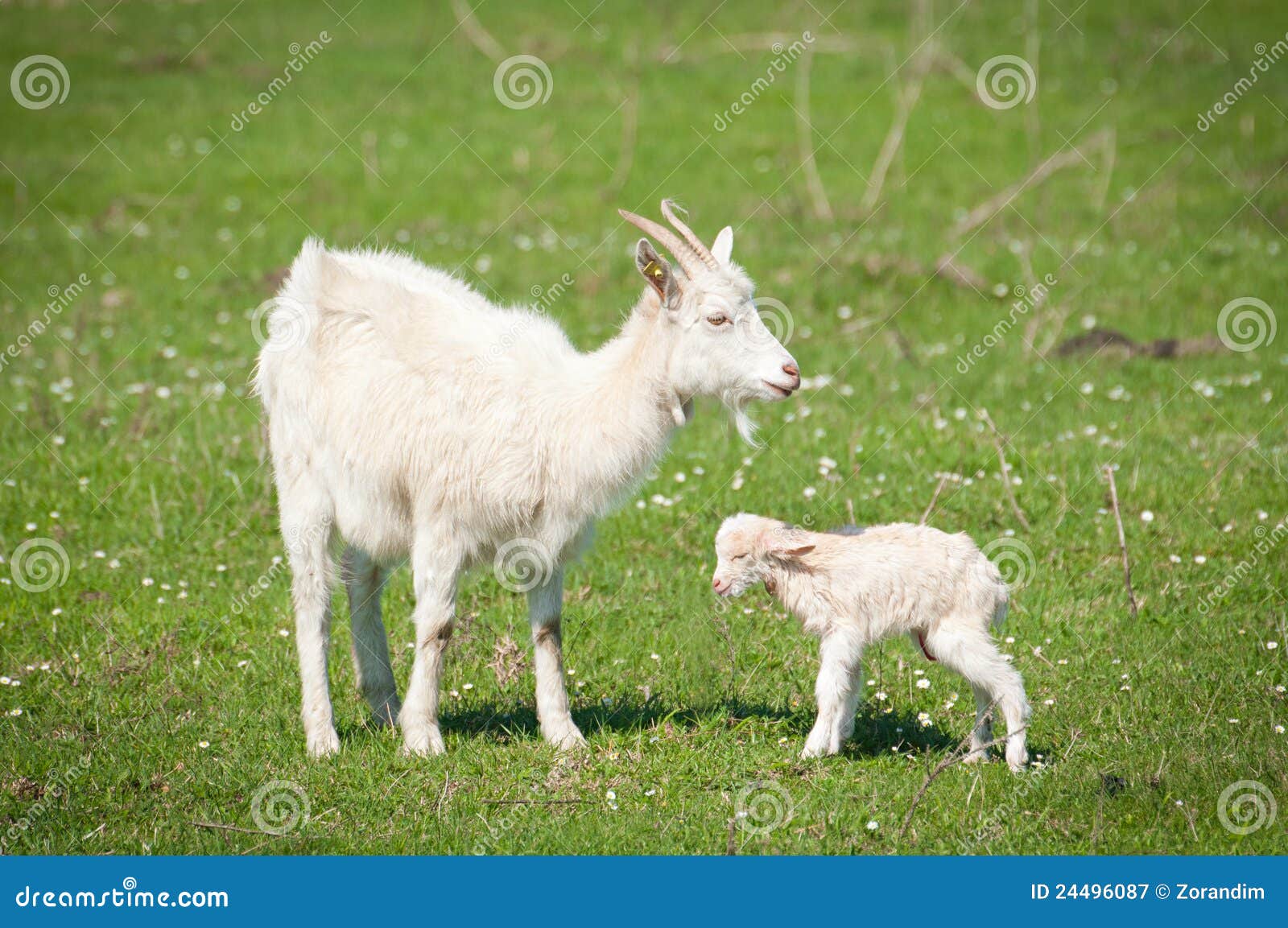 Geit en jong geitje stock afbeelding. Image of hemel - 24496087