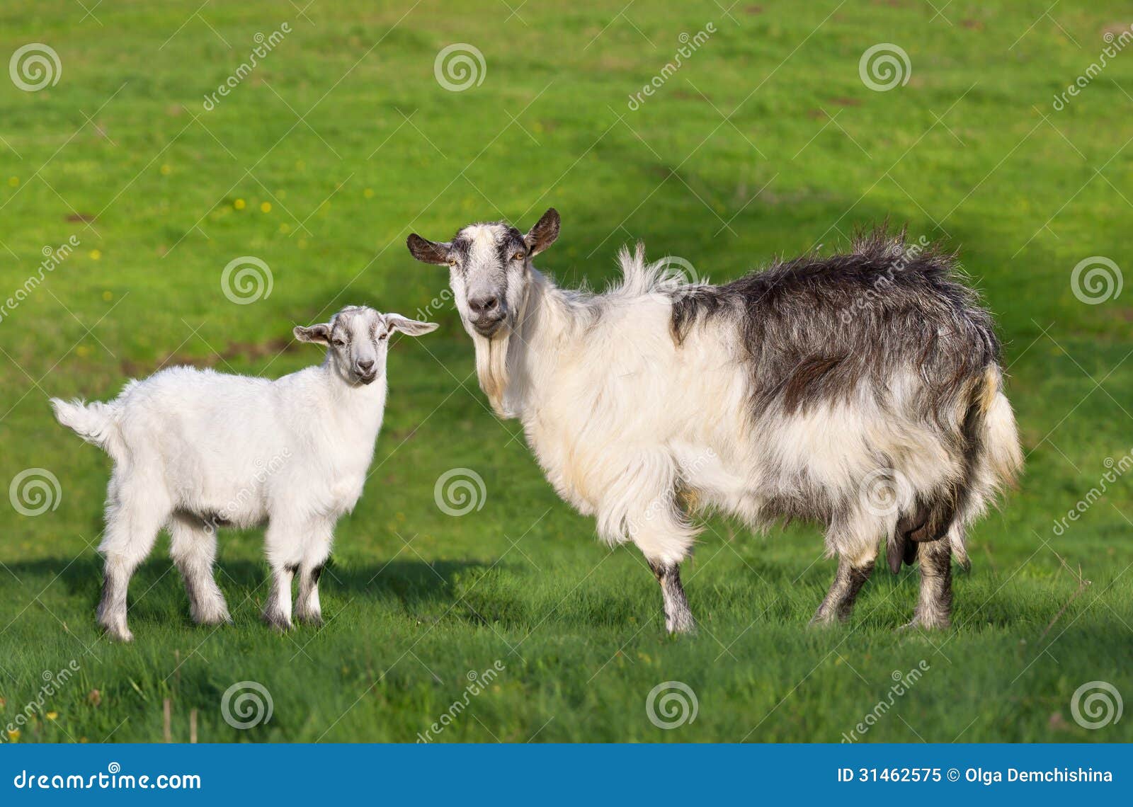 Geit en jong geitje stock afbeelding. Image of zuigeling - 31462575