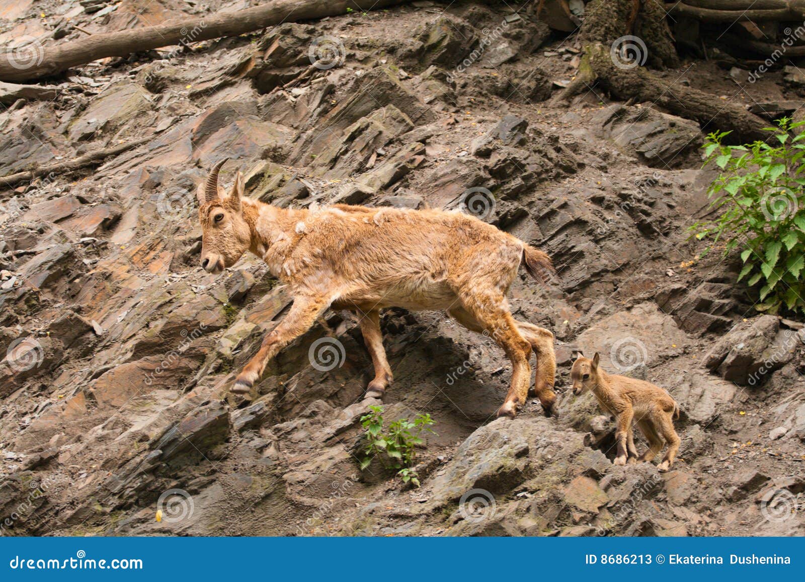 Geit en jong geitje. stock afbeelding. Image of steenbok - 8686213