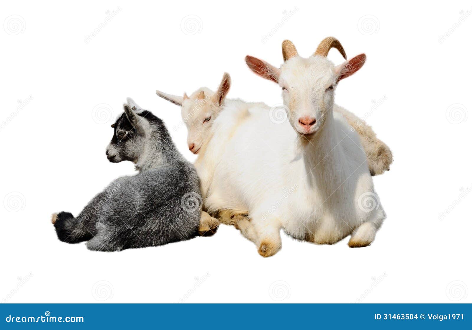 Geit en jonge geitjes stock foto. Image of drie, uitziend - 31463504