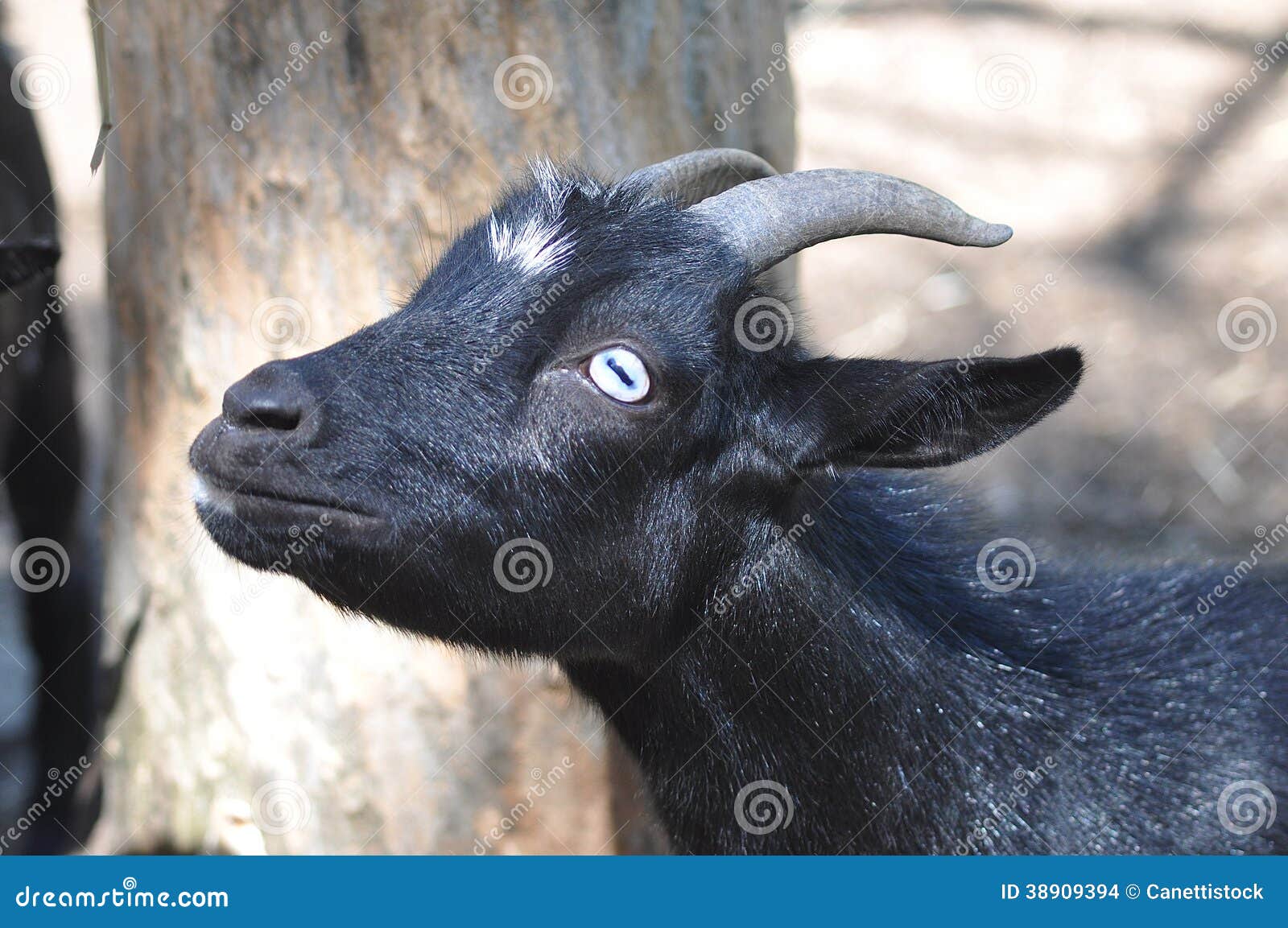 Geit met Blauwe Ogen stock foto. Image of leuk, bedelen - 38909394