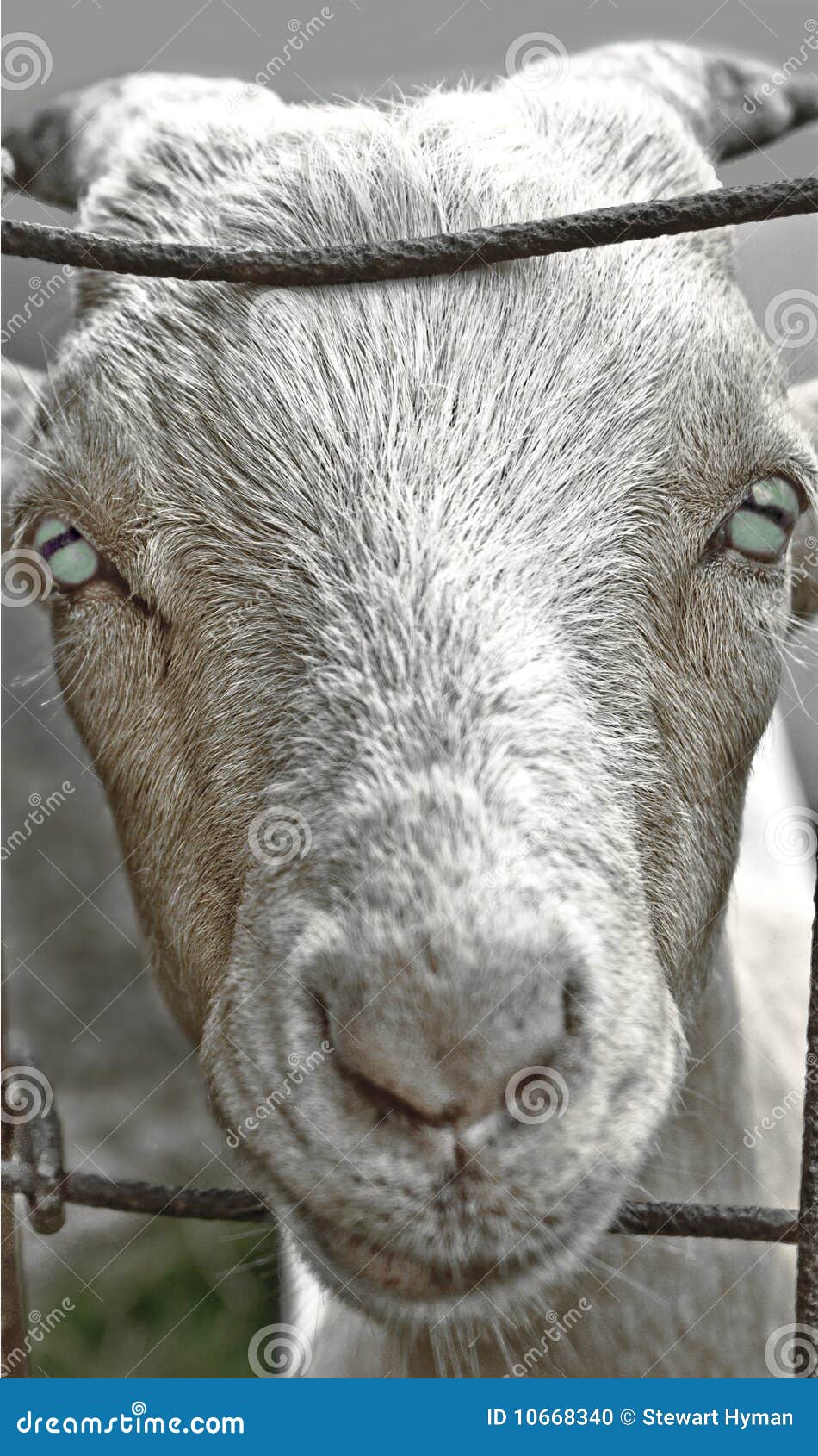 Geit met Groene Ogen stock foto. Image of haar, nave - 10668340