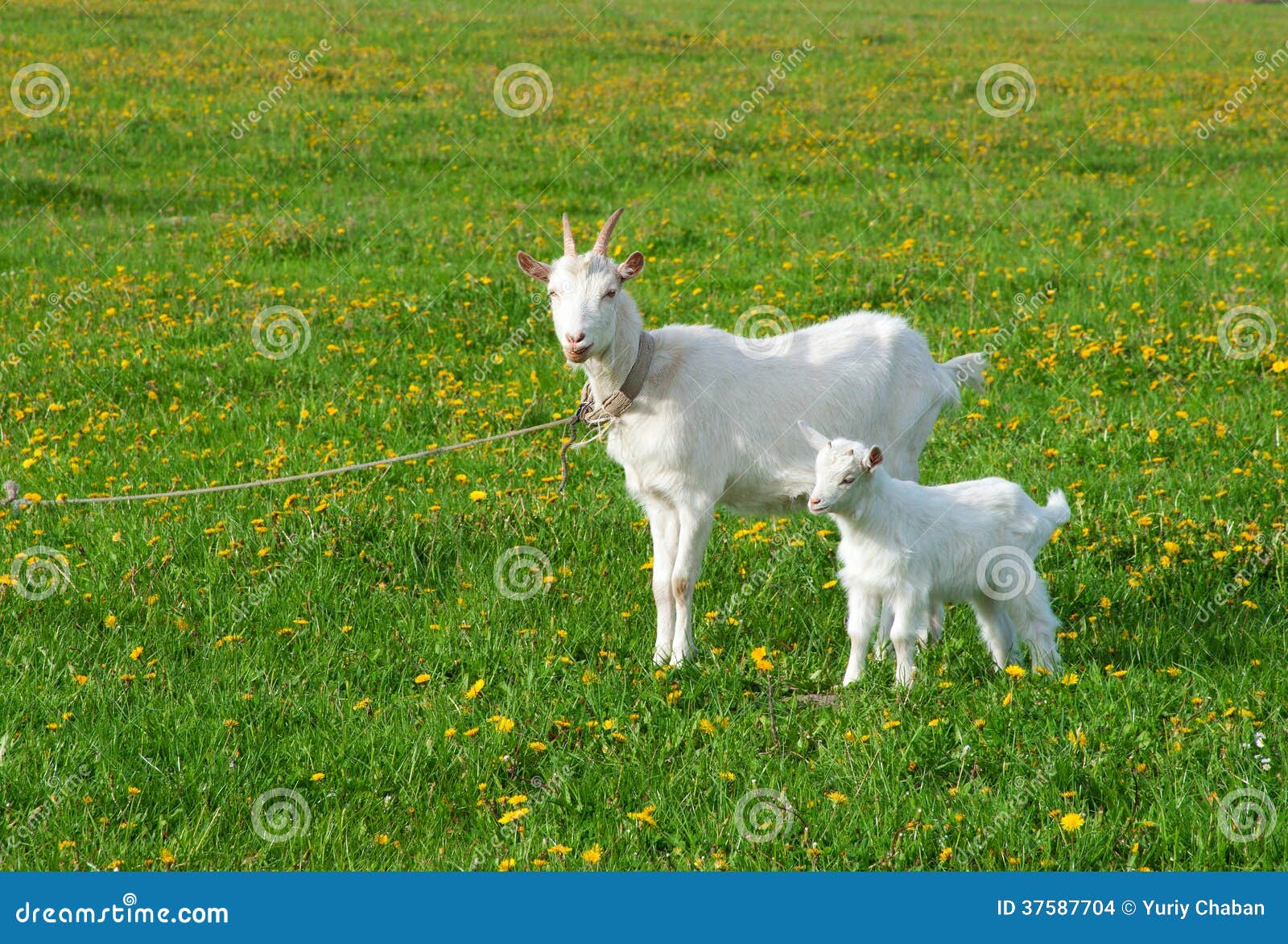 Geit met jong geitje stock foto. Image of gebied, groen - 37587704