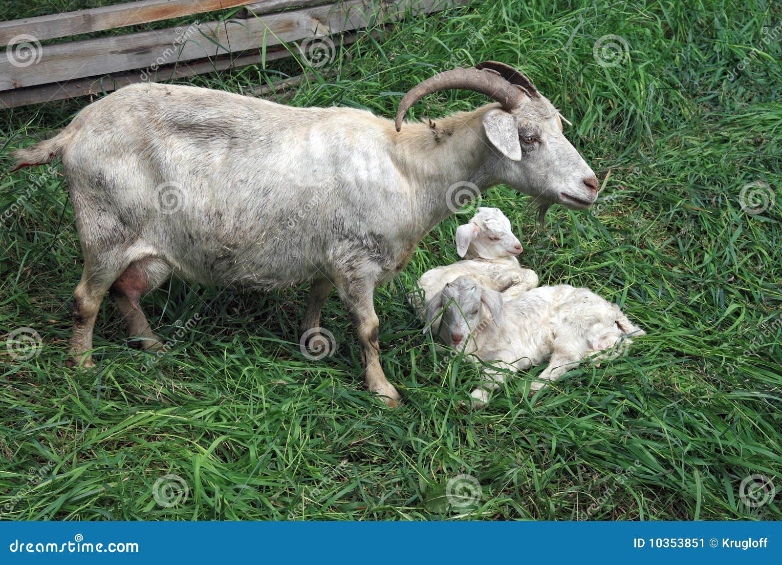 Geit met jonge geitjes stock afbeelding. Image of gras - 10353851