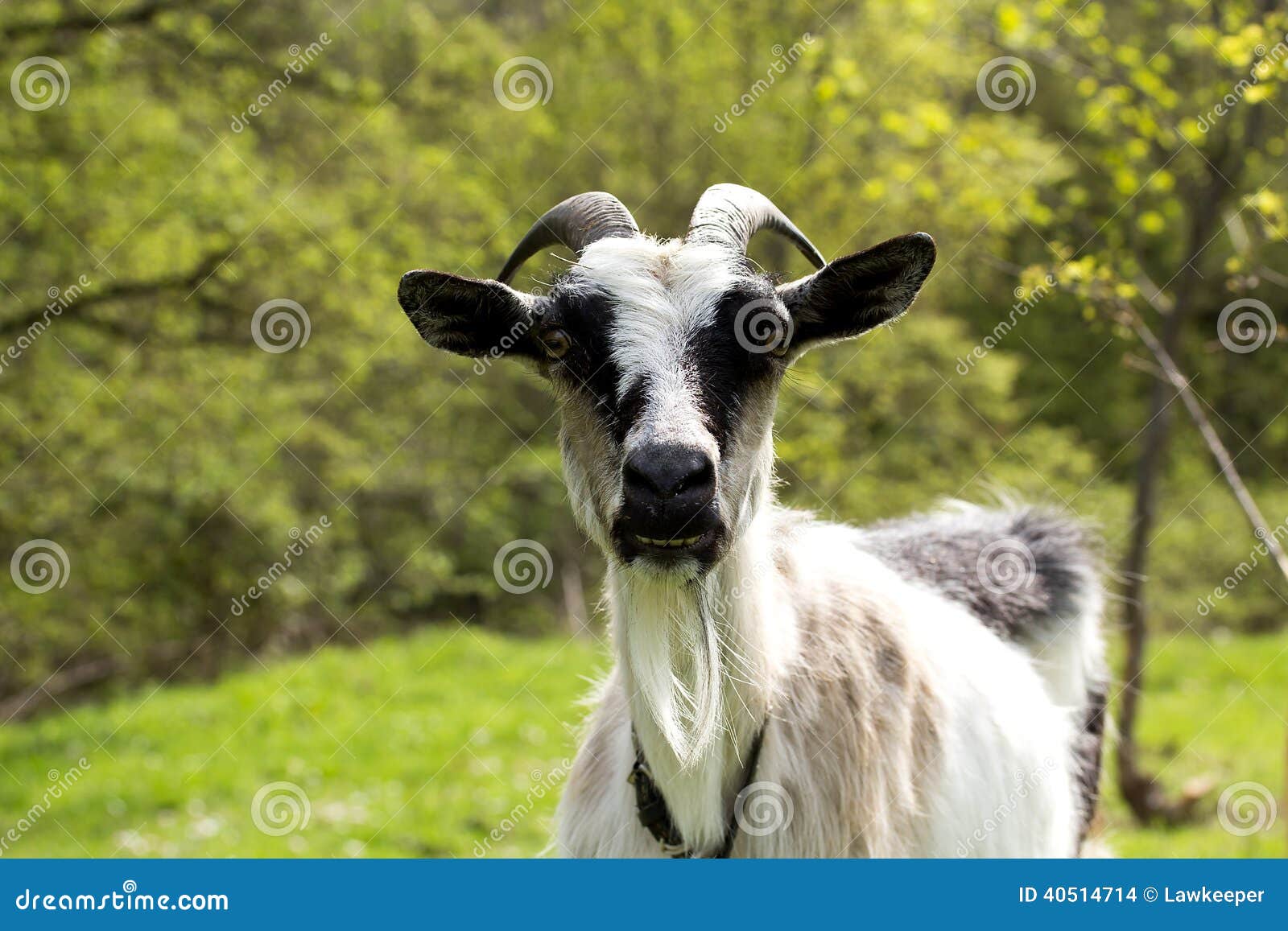 Geit op een groene weide stock foto. Image of nieuw, haar - 40514714