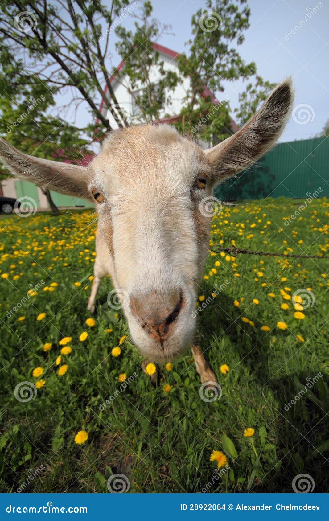 Geit op weide stock foto. Image of begrazing, grappig - 28922084