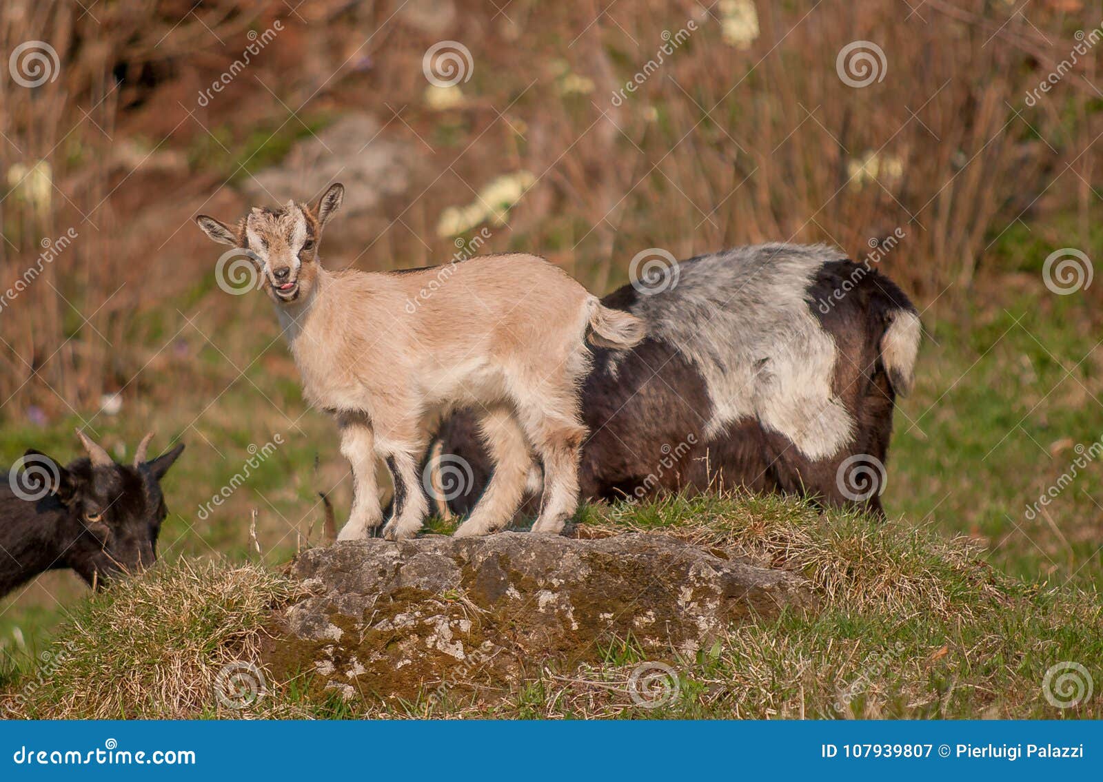 Geiten stock afbeelding. Image of geiten, weiland, kijk - 107939807