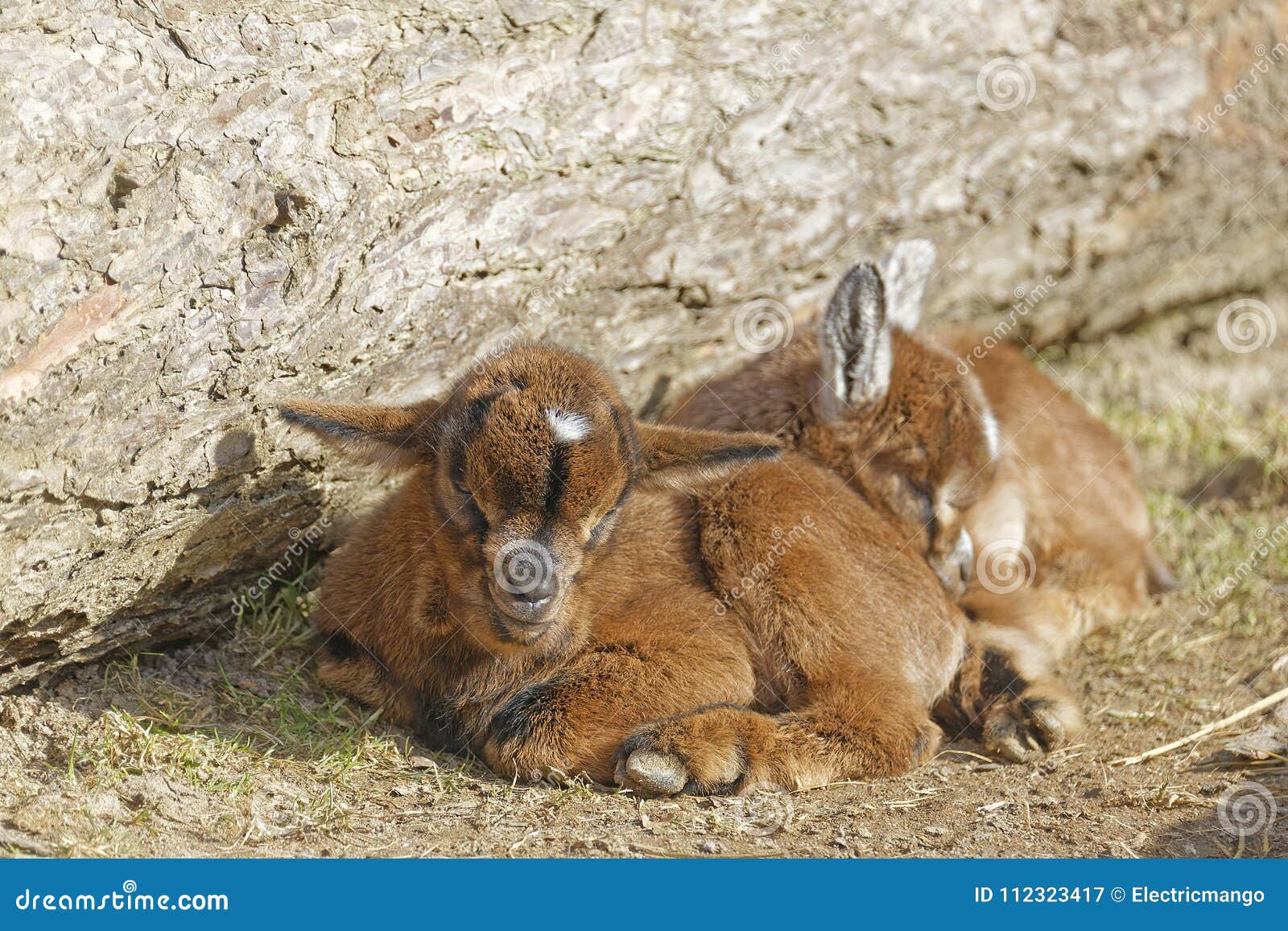 Geiten stock afbeelding. Image of geit, zoogdier, landbouw - 112323417