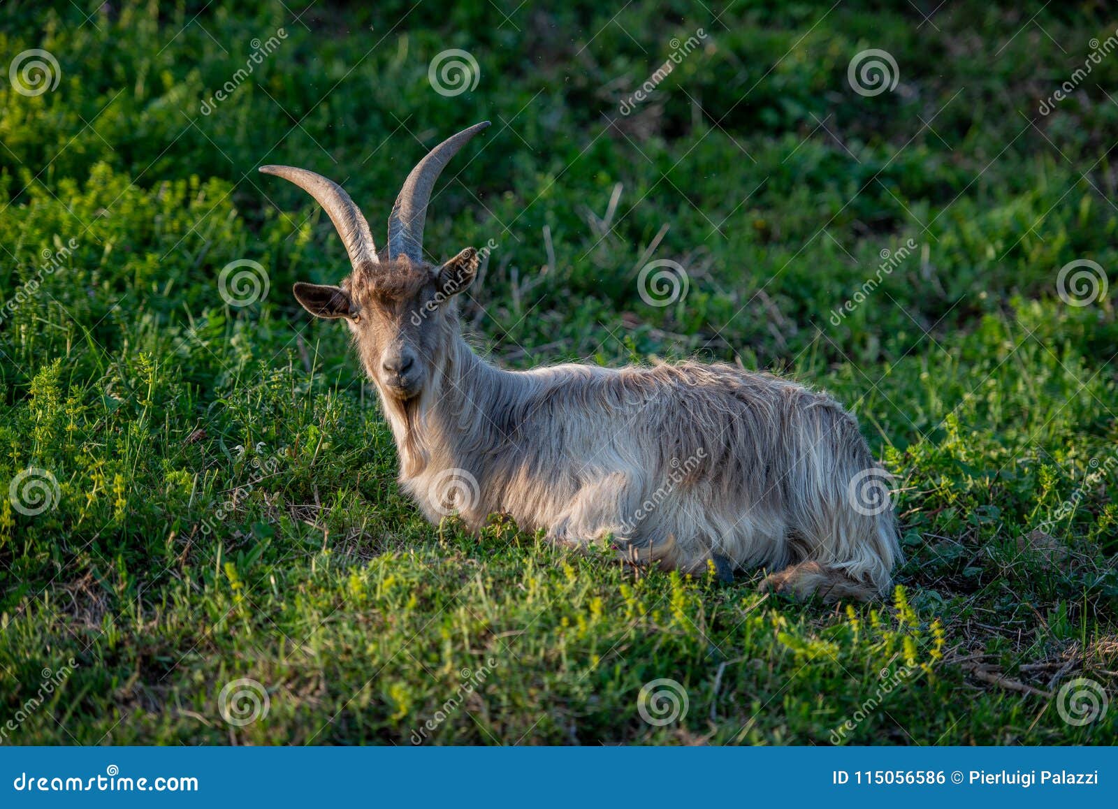 Geiten stock foto. Image of dier, zoogdier, reis, landelijk - 115056586