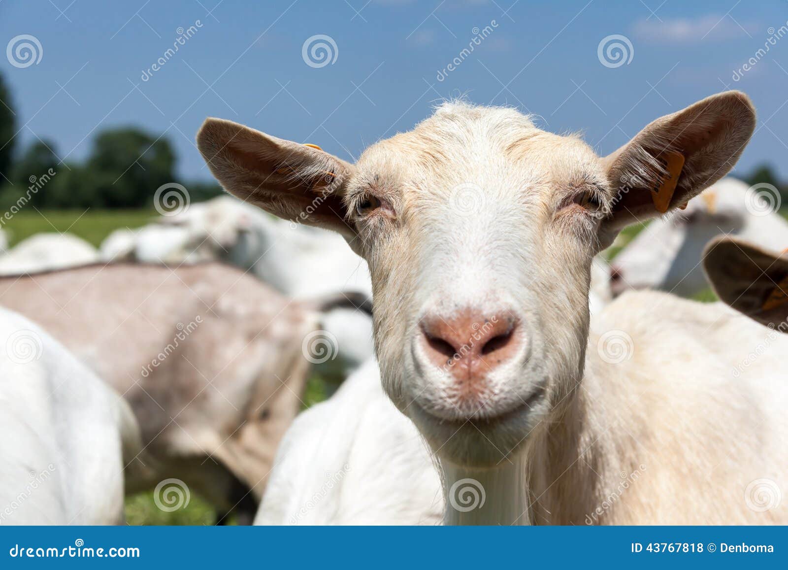 Geiten stock foto. Image of geit, grappig, bont, nave - 43767818